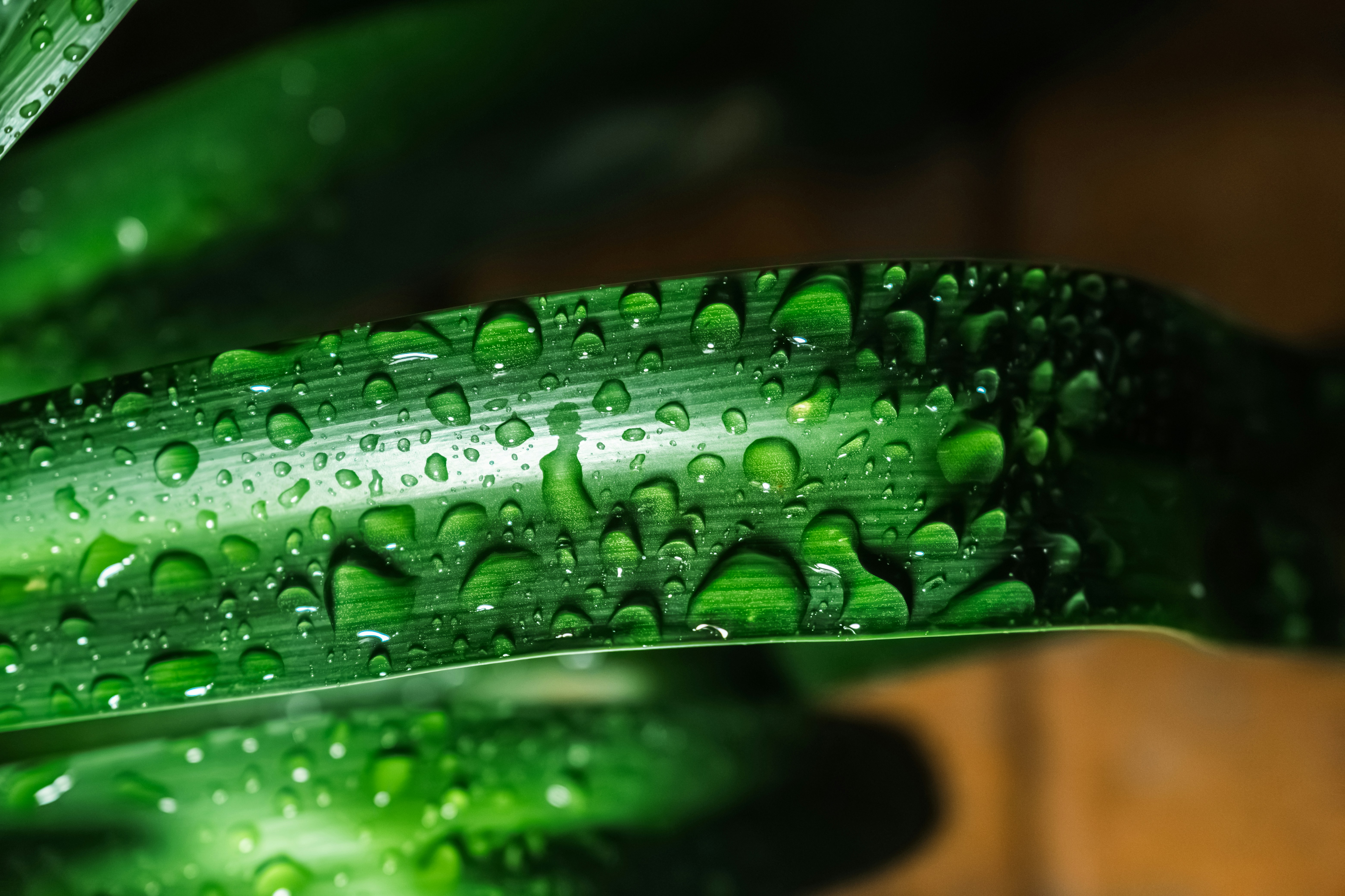 Dew-Capped Leaf: A Macro Study of Green Glyphs