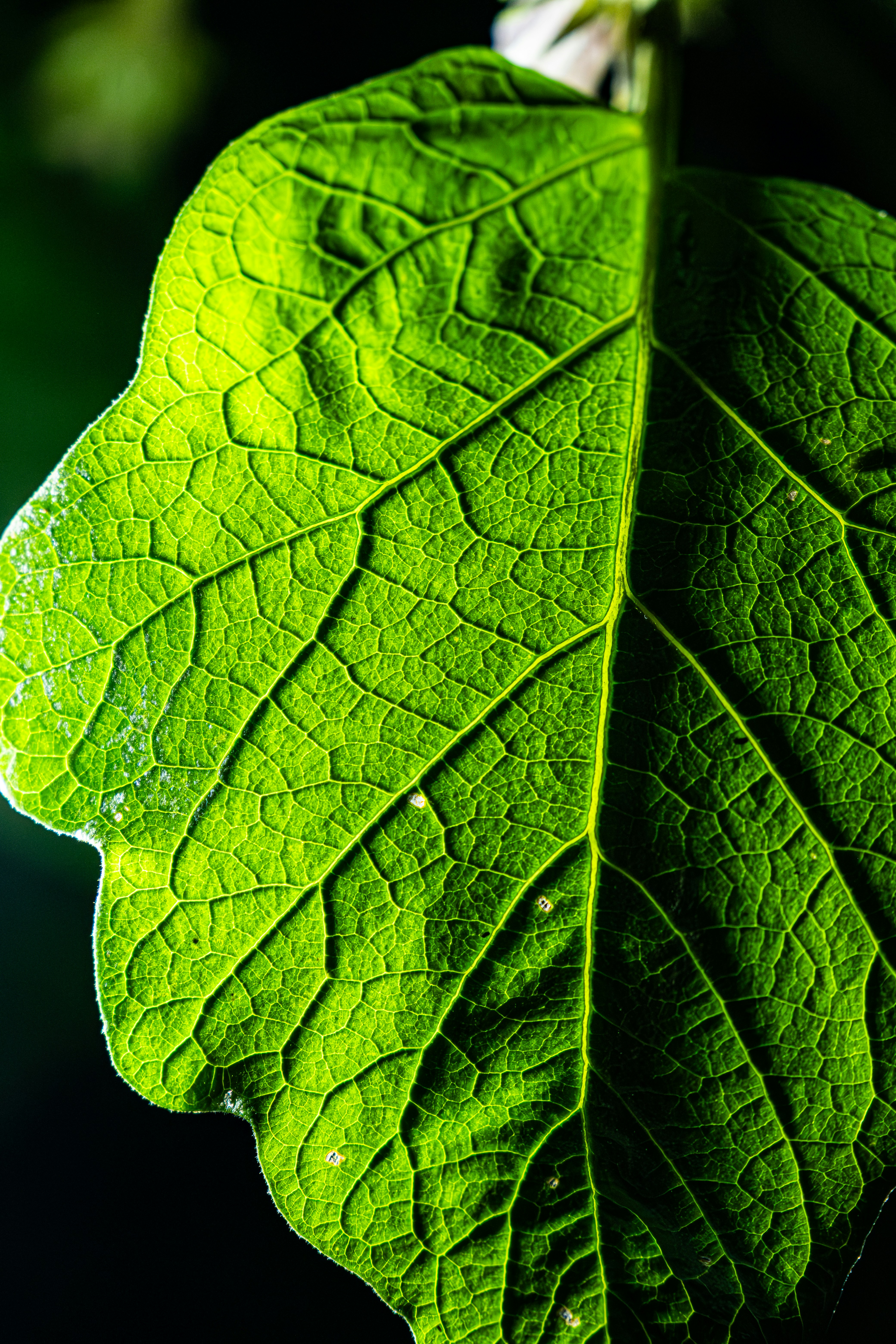 Luminous Veins: a Neon-green Leaf Under Close Scrutiny