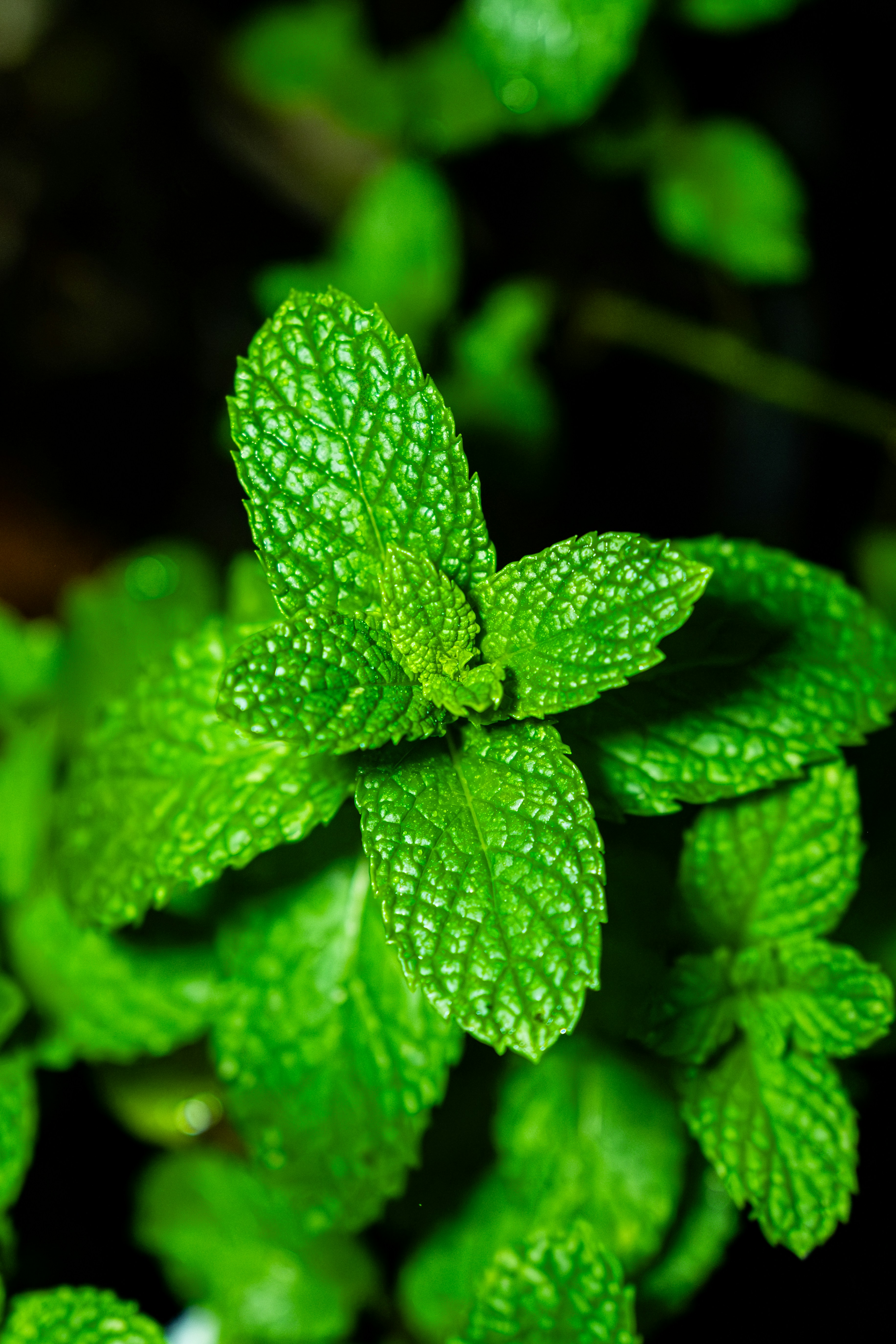 Emerald Mint Folklore: A Close-Up of Textured Leaves