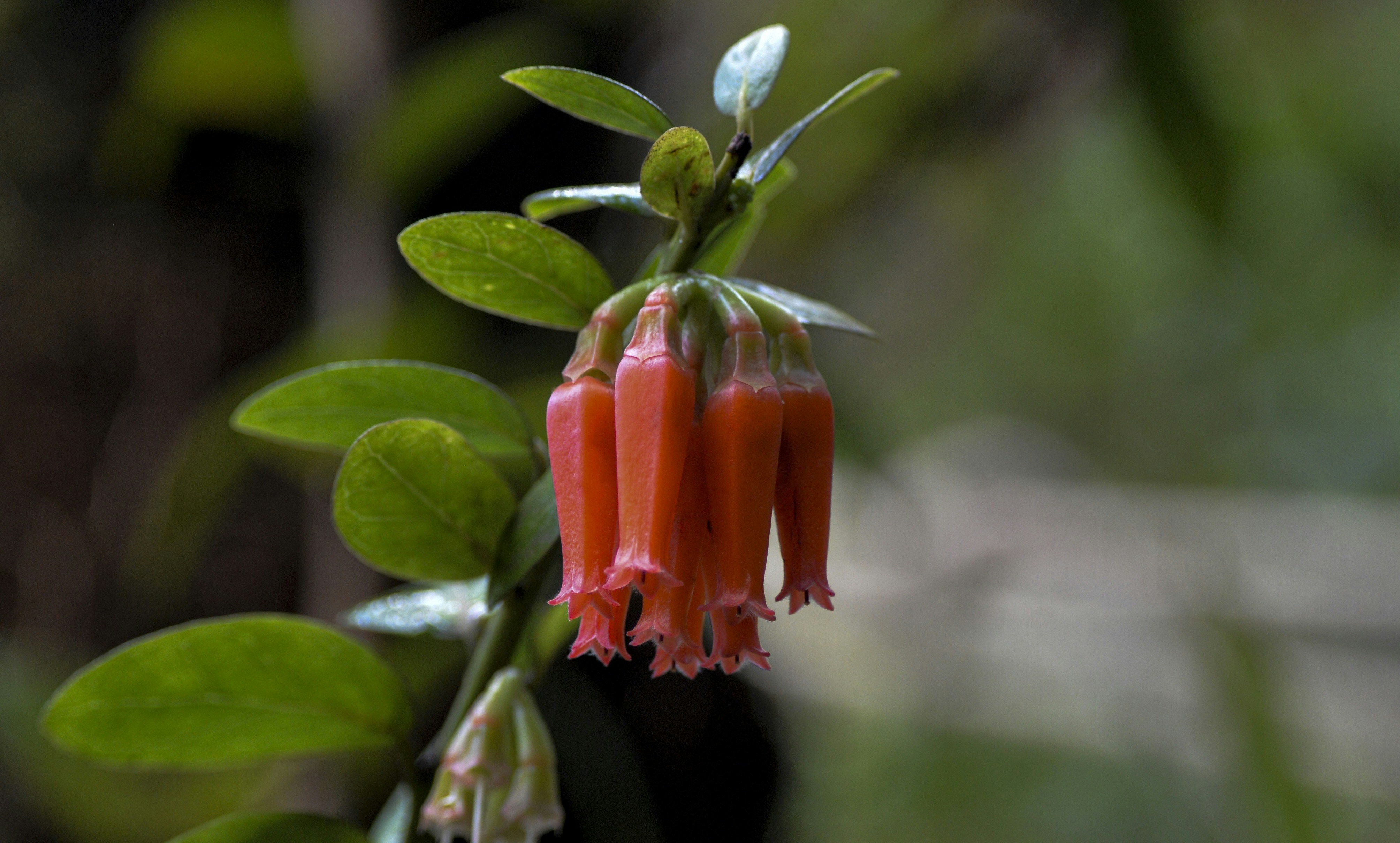 Blooming Fuchsia Bell: a ruby red pendant on a quiet stem