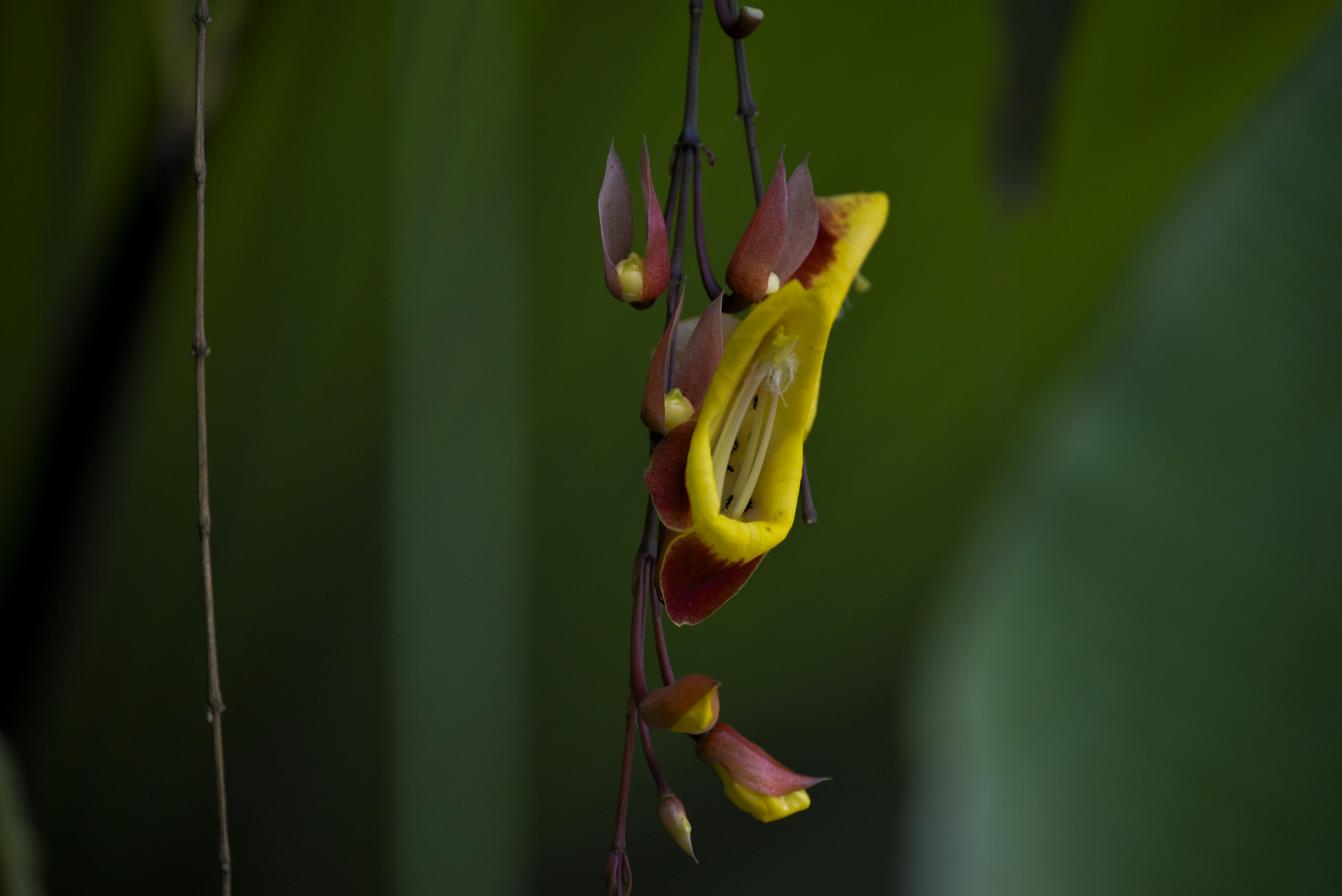 Pendant Bloom: Yellow Lotus Hinge in a Hanging Vein