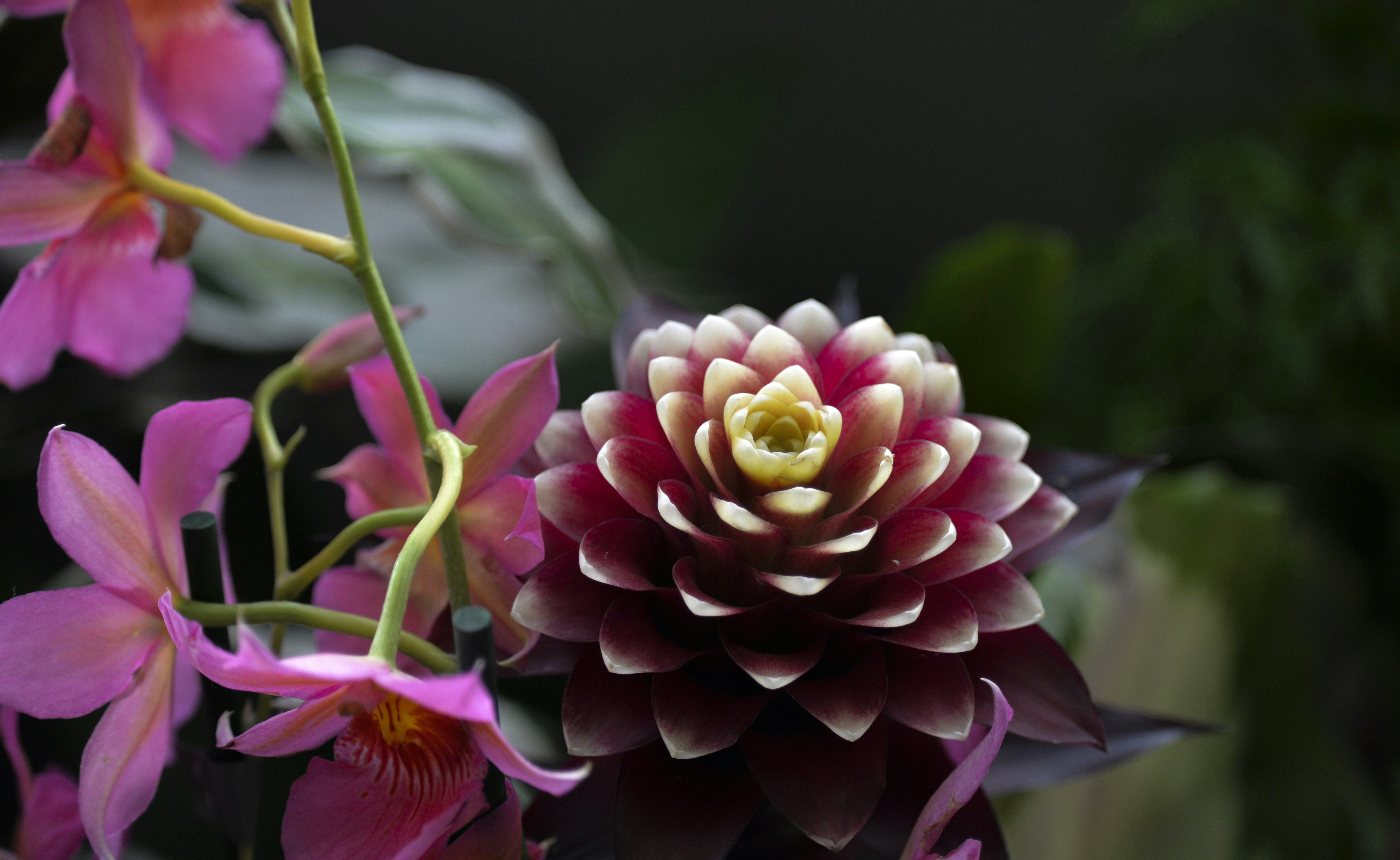 Centerpiece Bloom: A Crimson-Cream Succulent Framed by Vining Pink Orchids