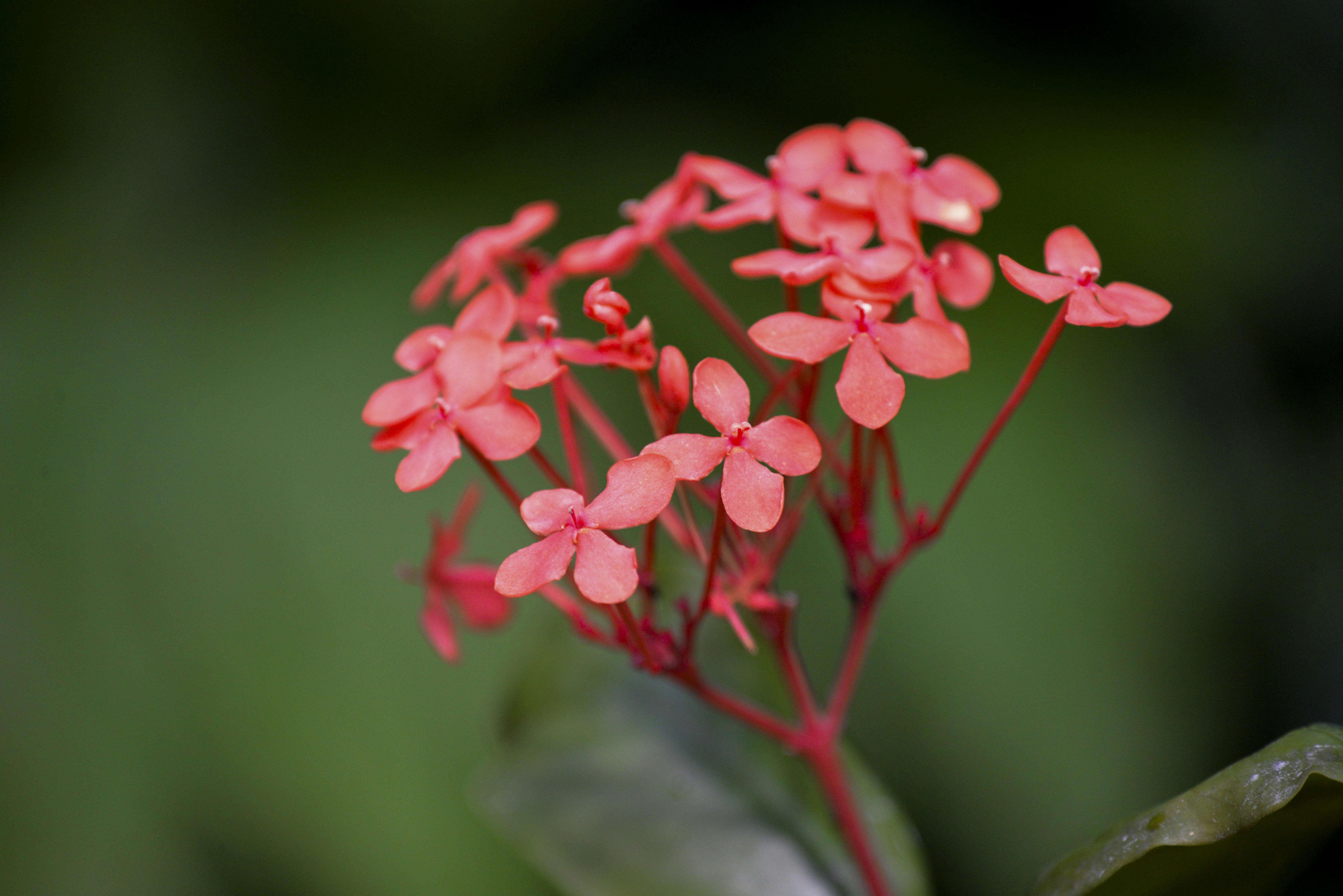 Coral cluster bloom: a vivid red veranda of tiny petals