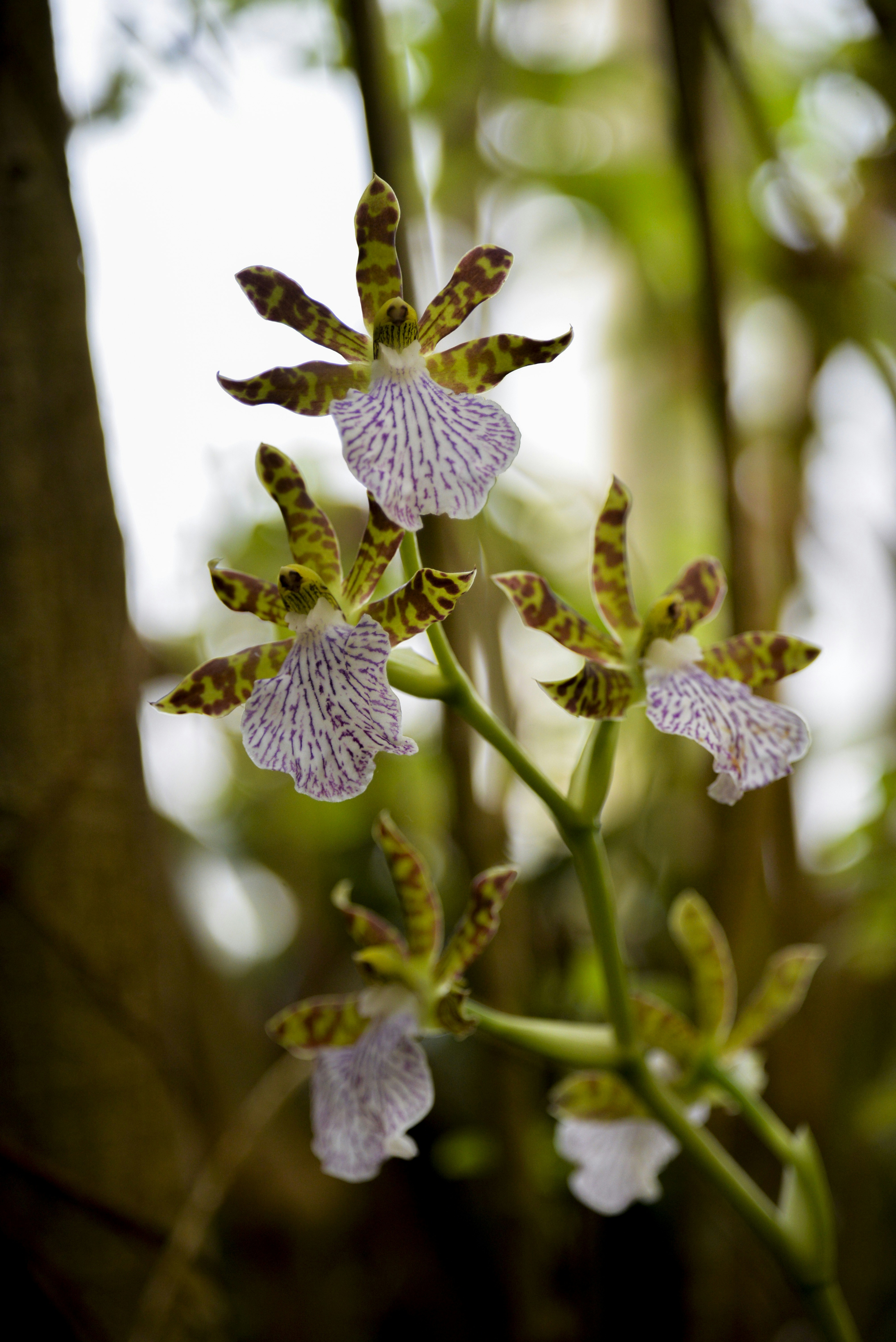 Emerald Stems and Lavender Orchids in Soft Focus