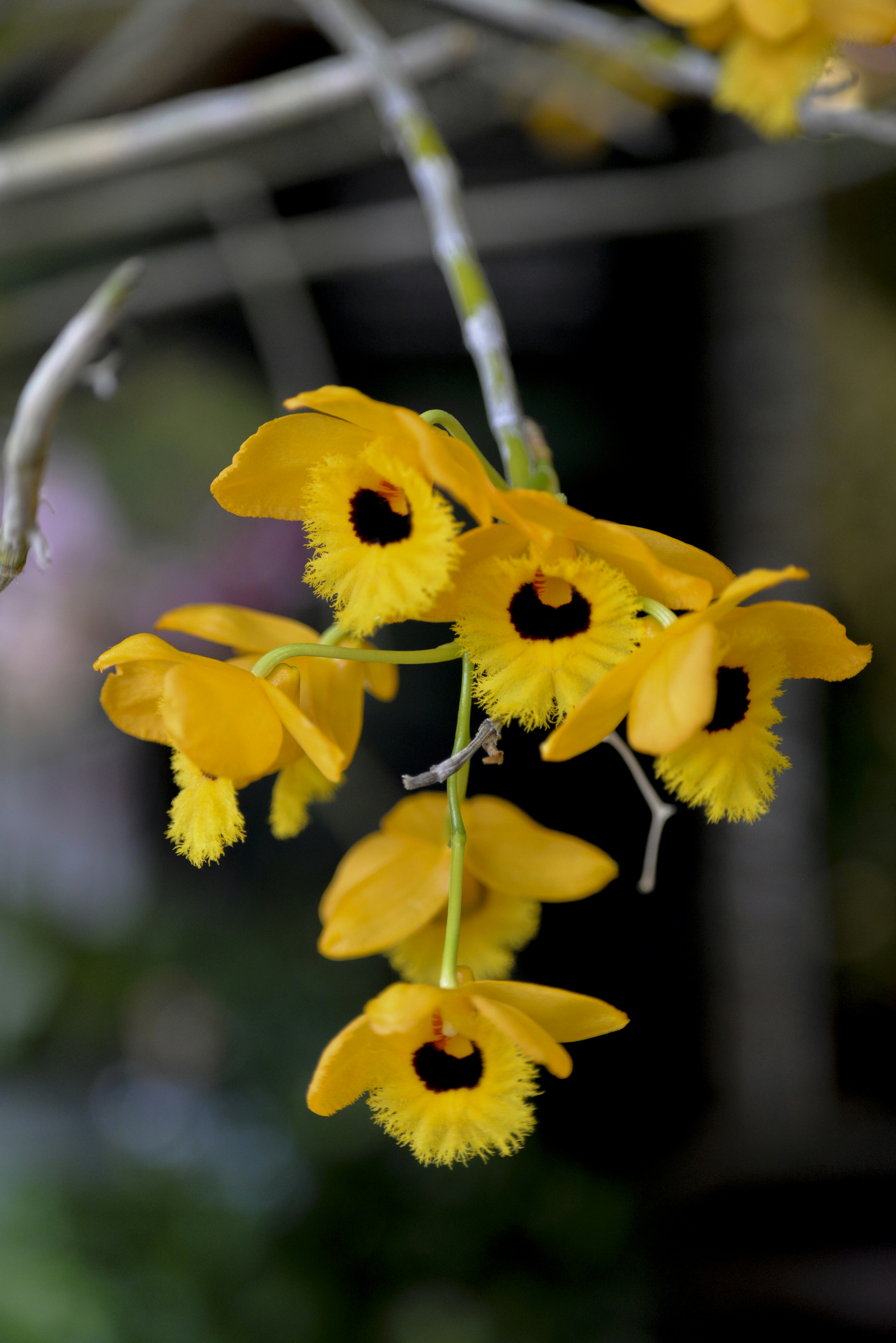 Sun-kissed Orchid Cluster in Focus