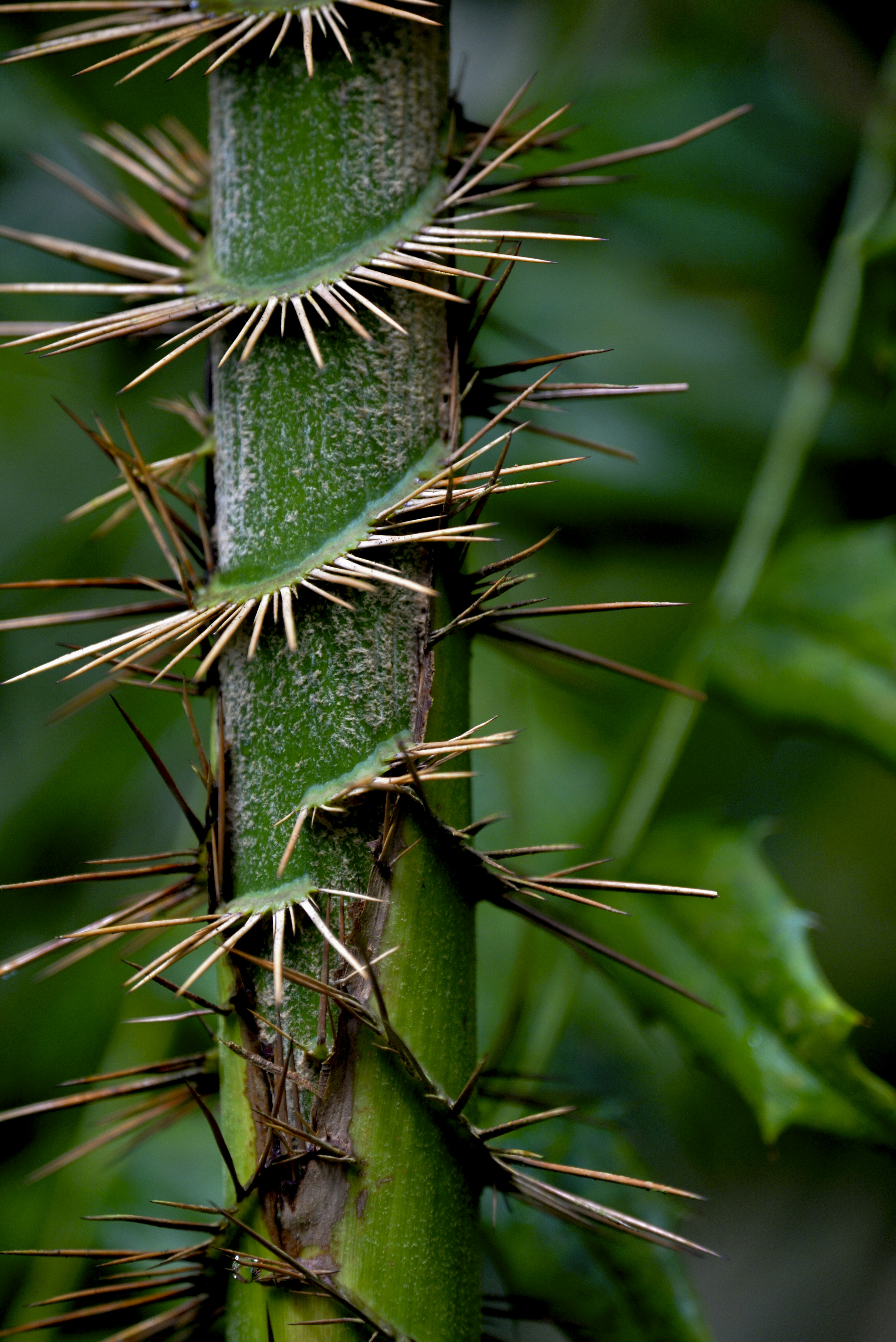 Barbed Green: A Macro Portrait of Thorned Stalks