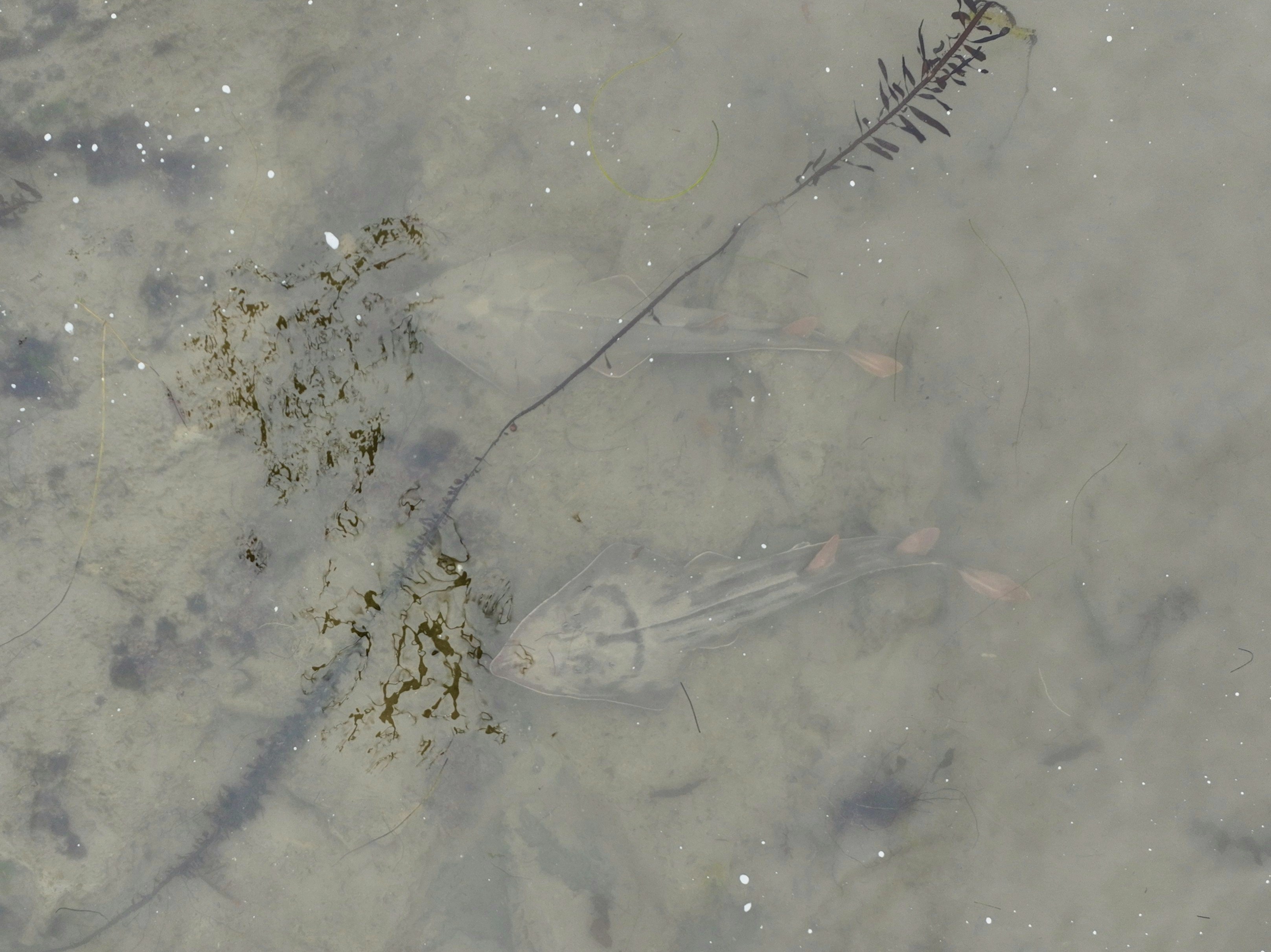 Submerged Silhouette: A Hidden Fish Amid Murky Water and Weeds