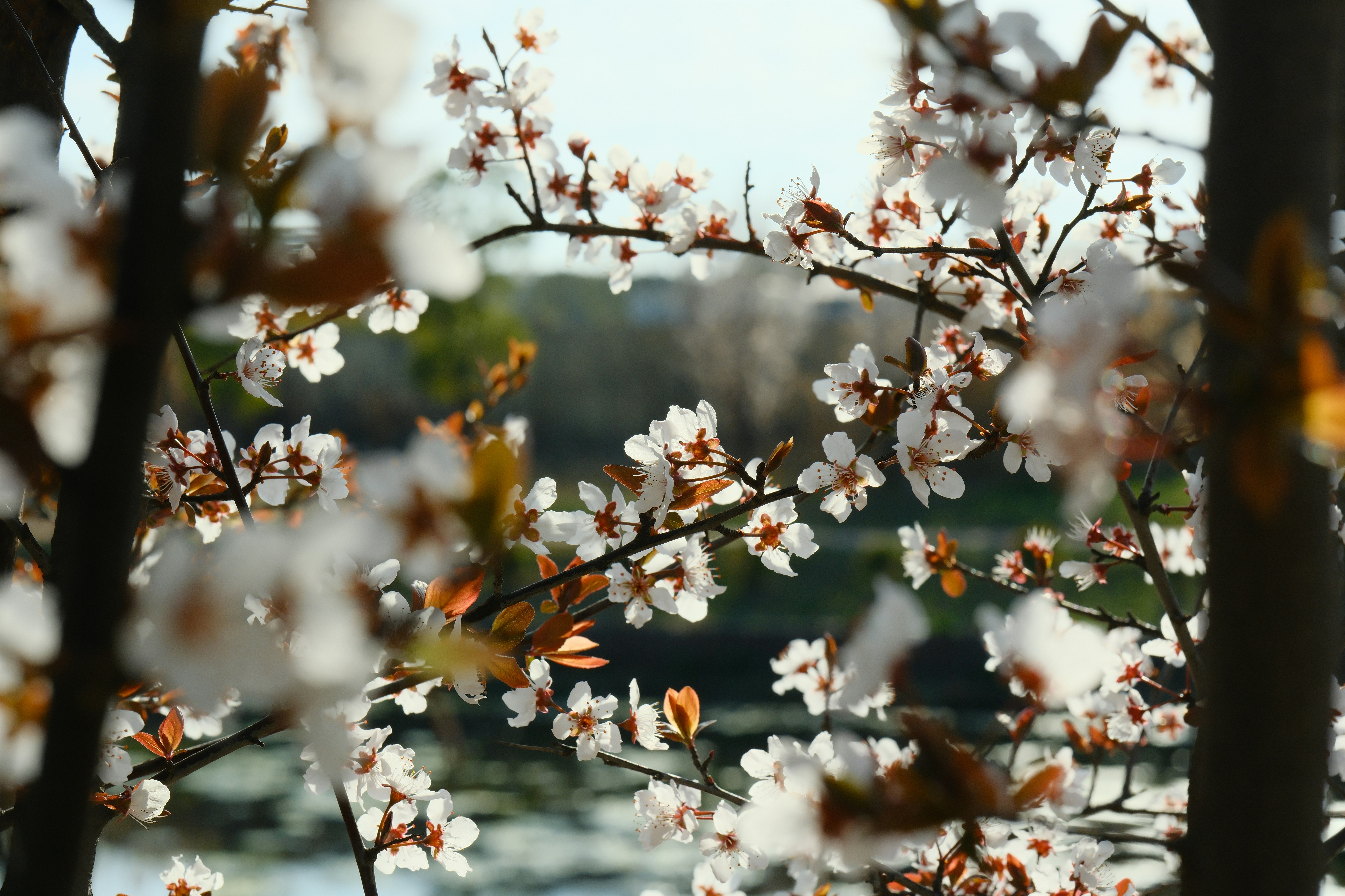 Blossoms Framing a Quiet Riverside View