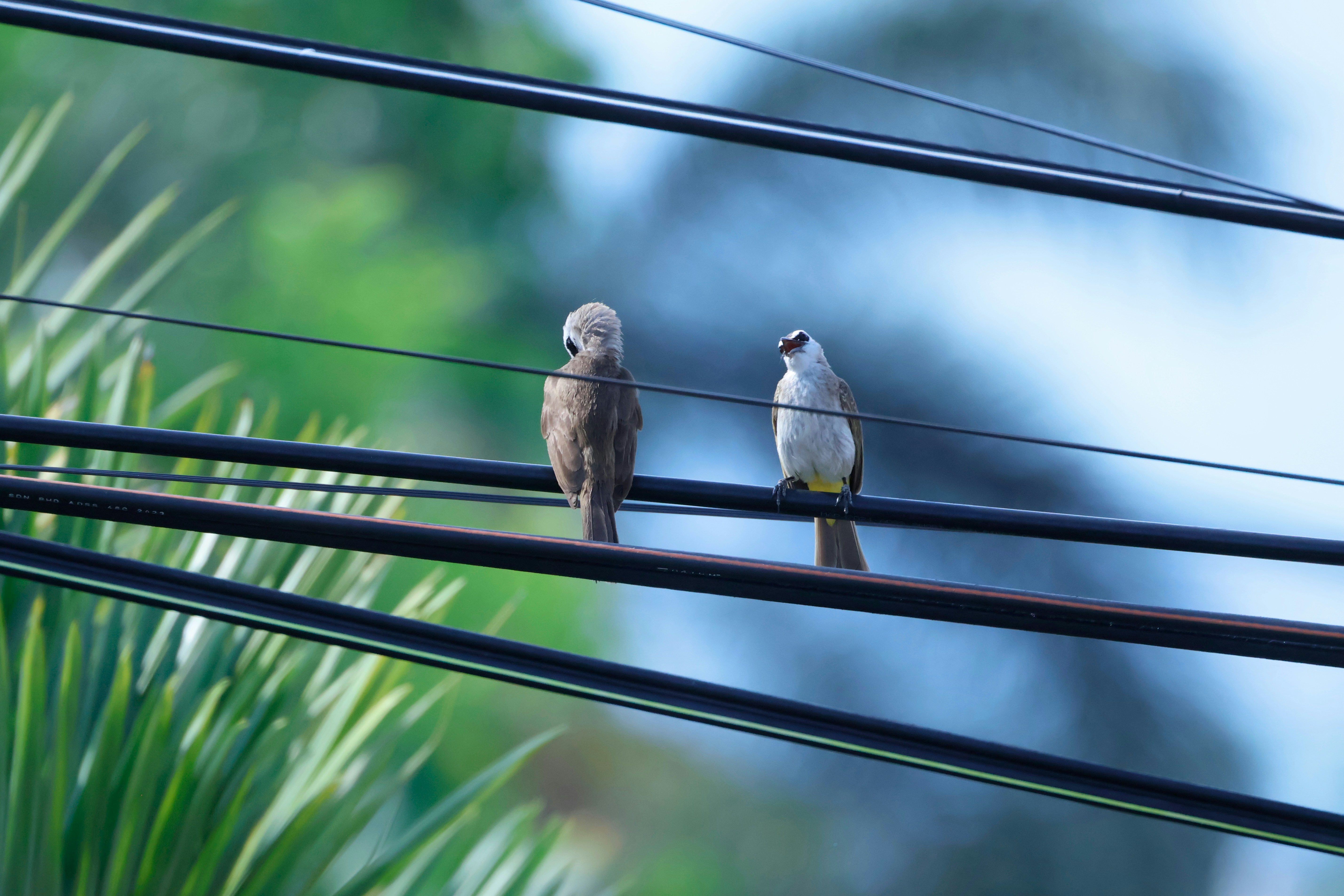 Two Perched Songbirds on Thin Wires