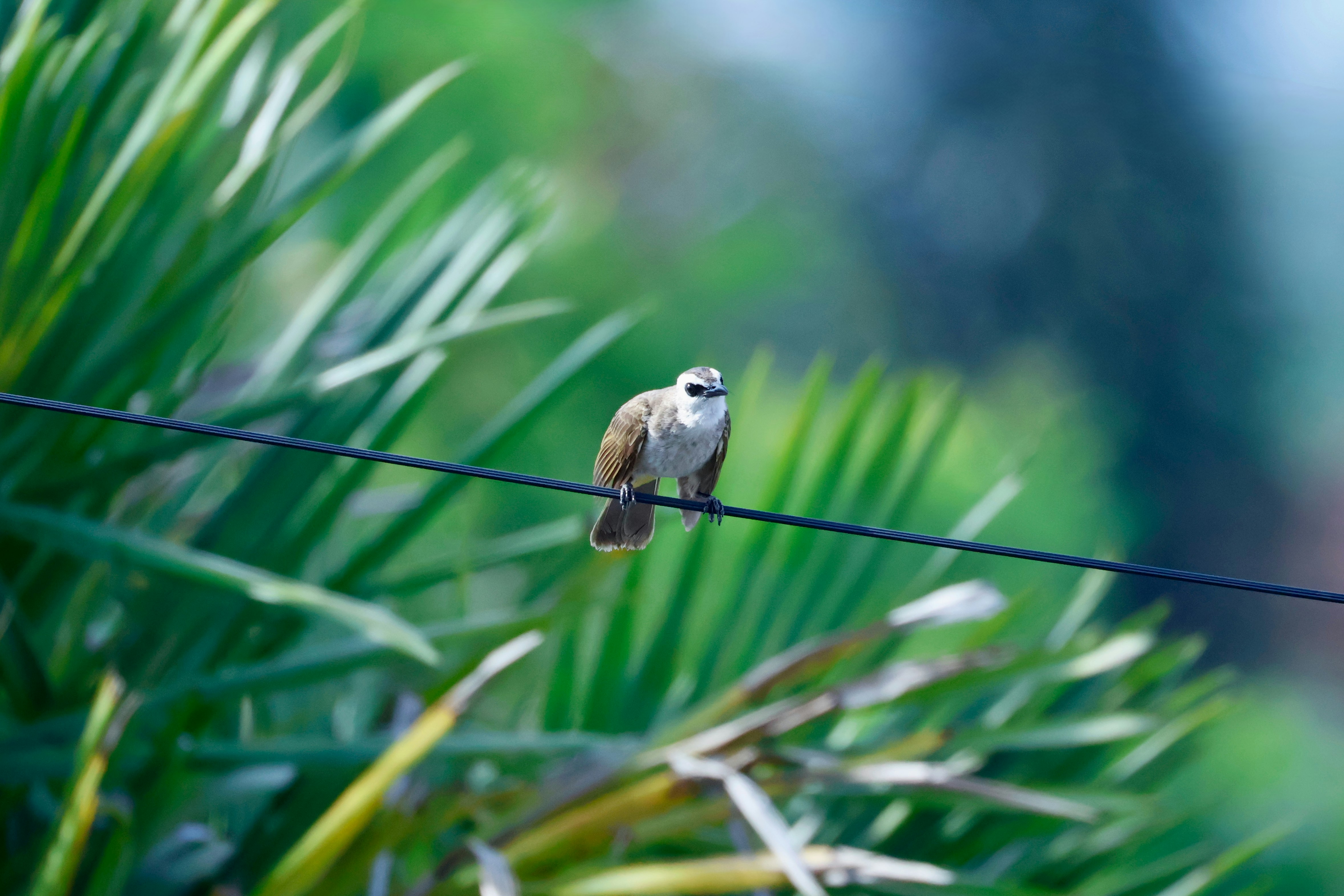 Bird on a Cord: A Tiny Sentinel Among Green Flutter