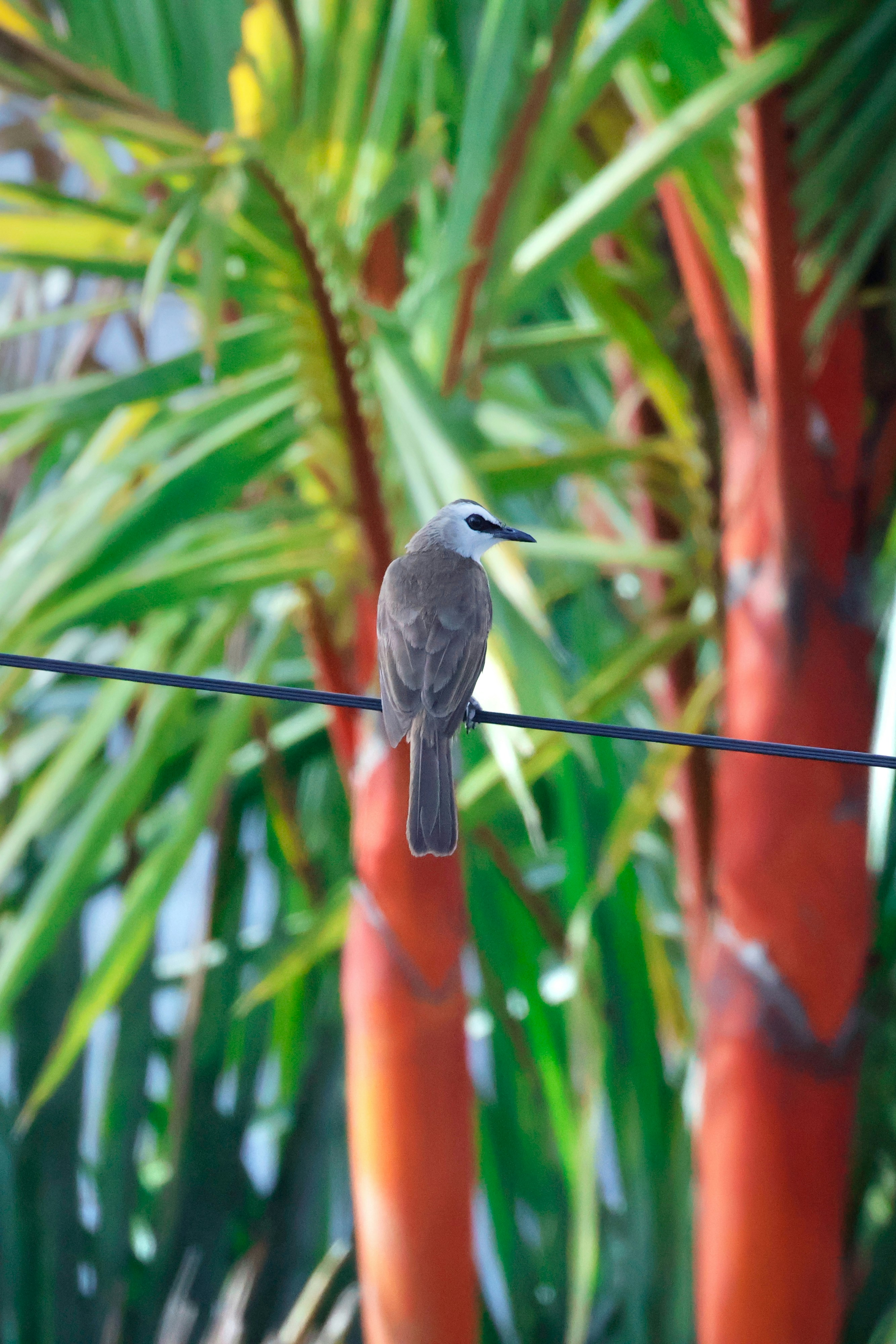 Grey-headed Bird on a Wire: Quiet Perch Amid Tropical Foliage
