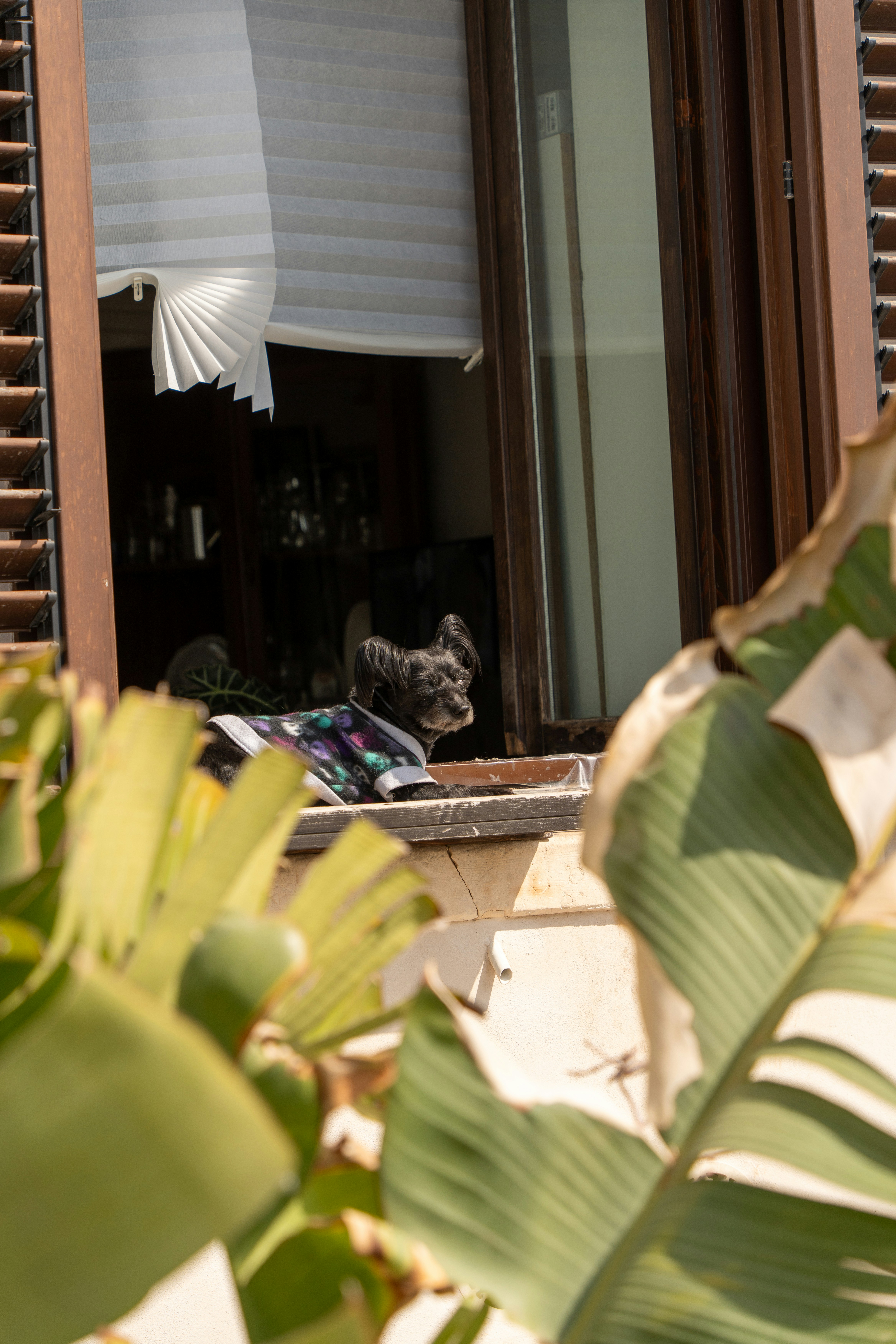 Cat on a Windowsill Observing the Garden