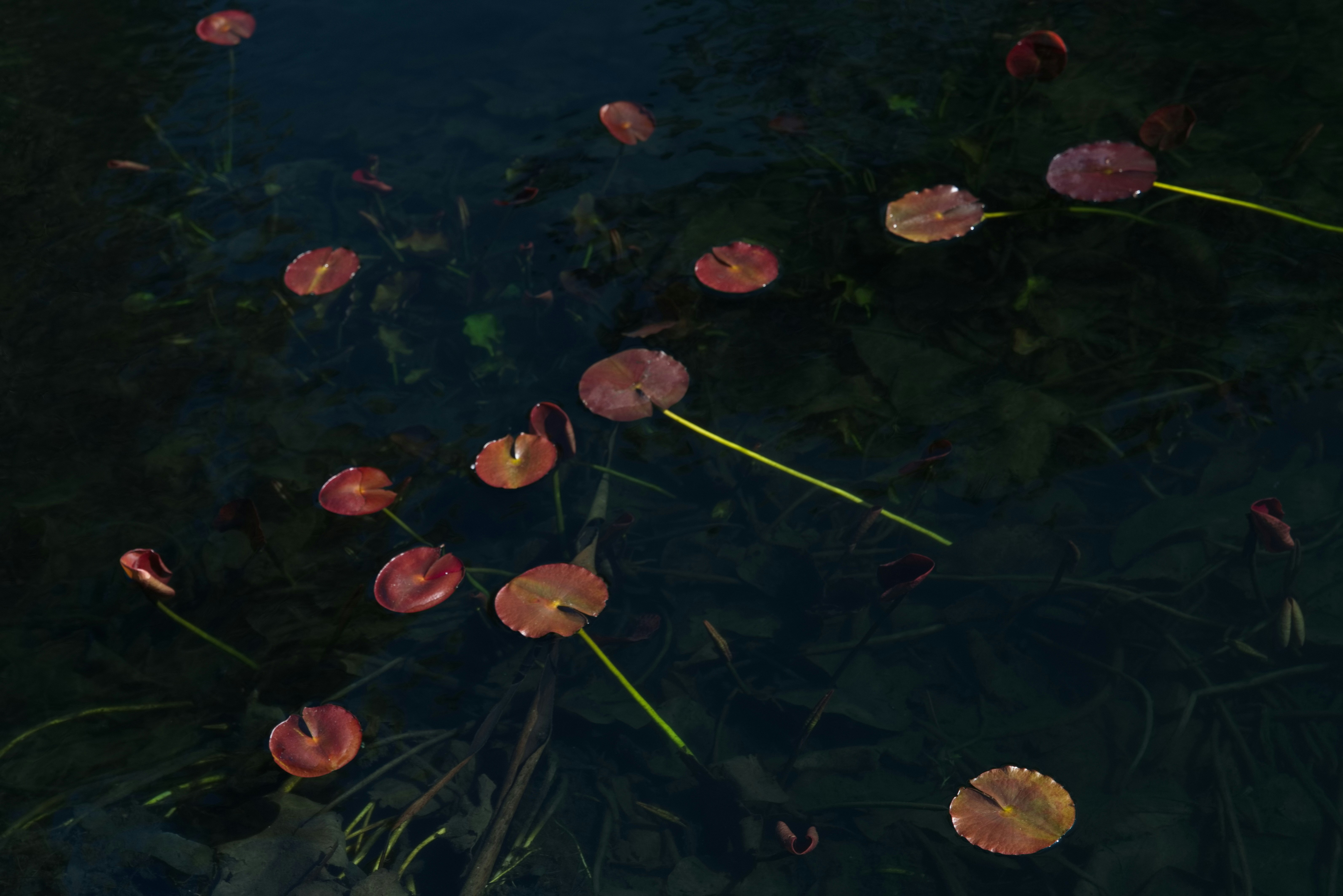 Lily Pads Drift Across Velvet Water