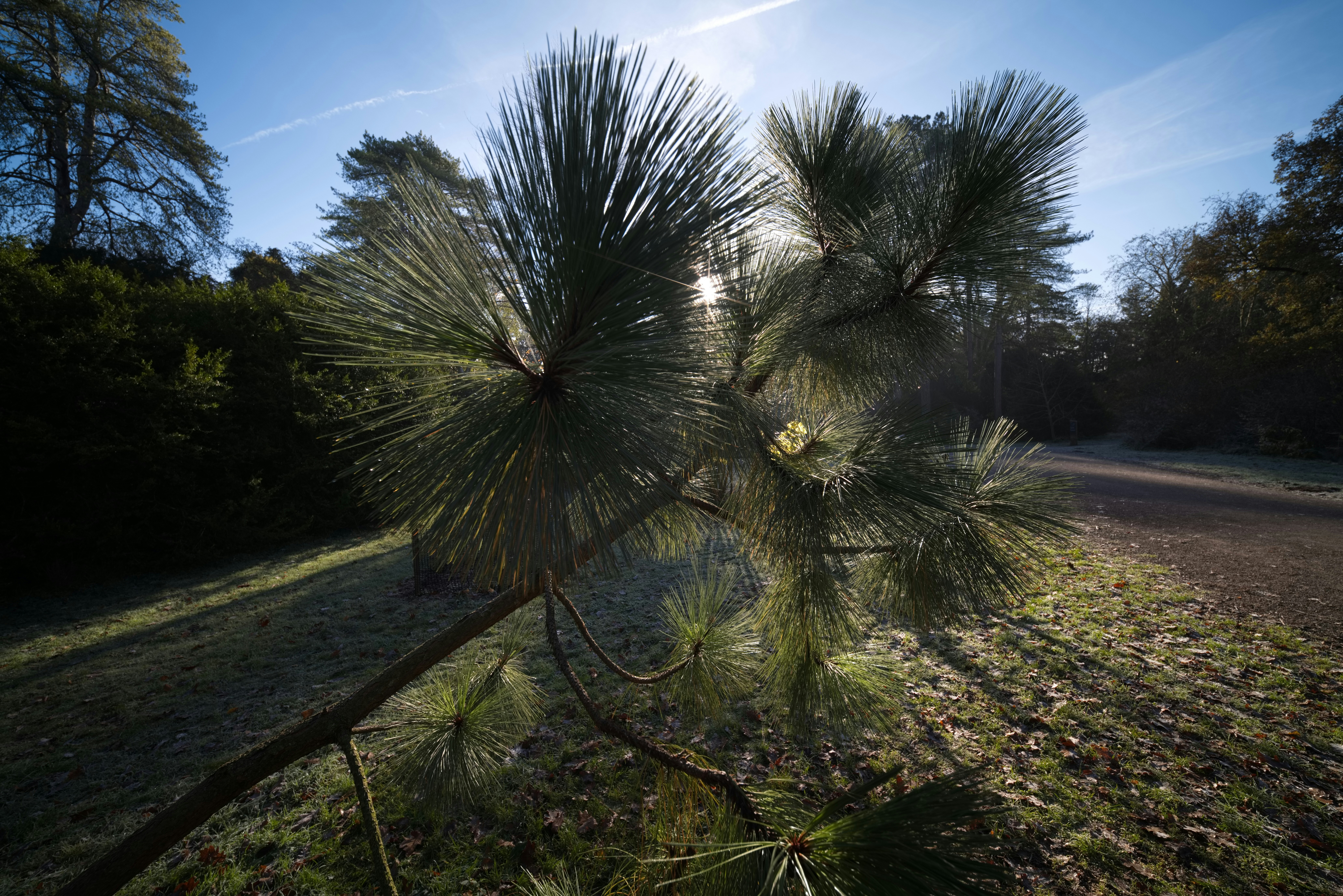 Sunlit Pine Sprigs Reach into the Morning Sky
