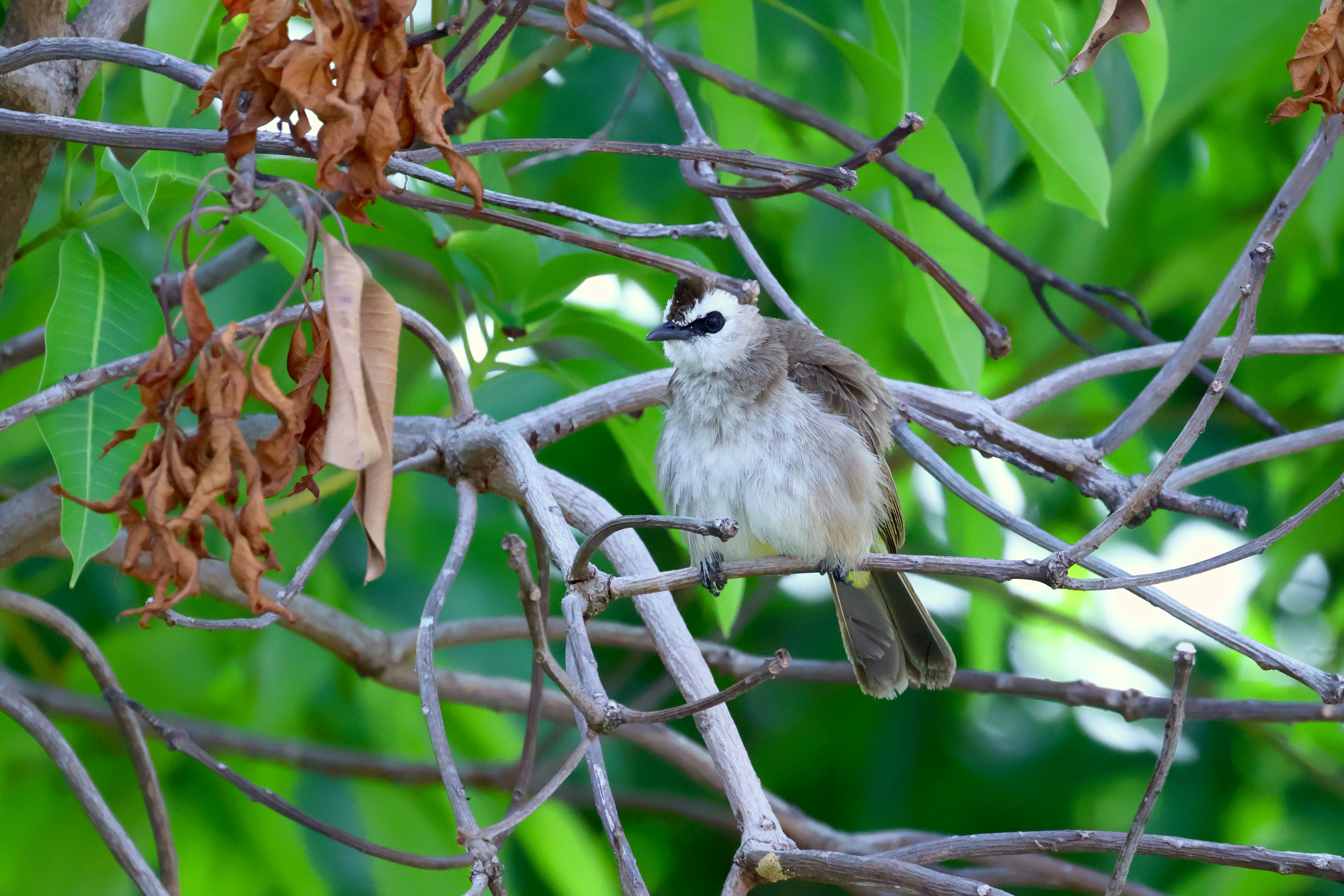 Perched Confidant: A Small Songbird on Tangled Branches