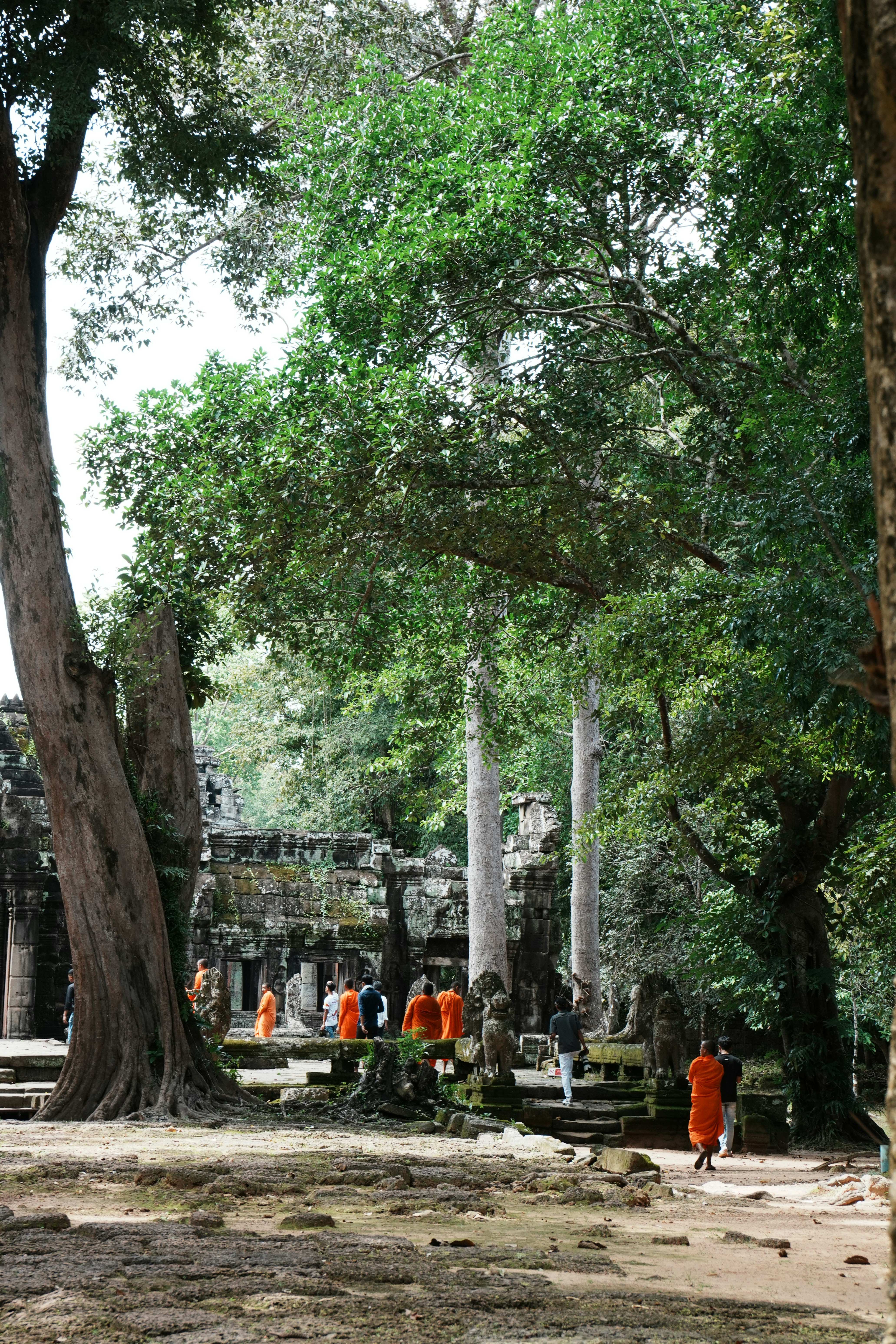 Monastic Path Through Whispering Banyans