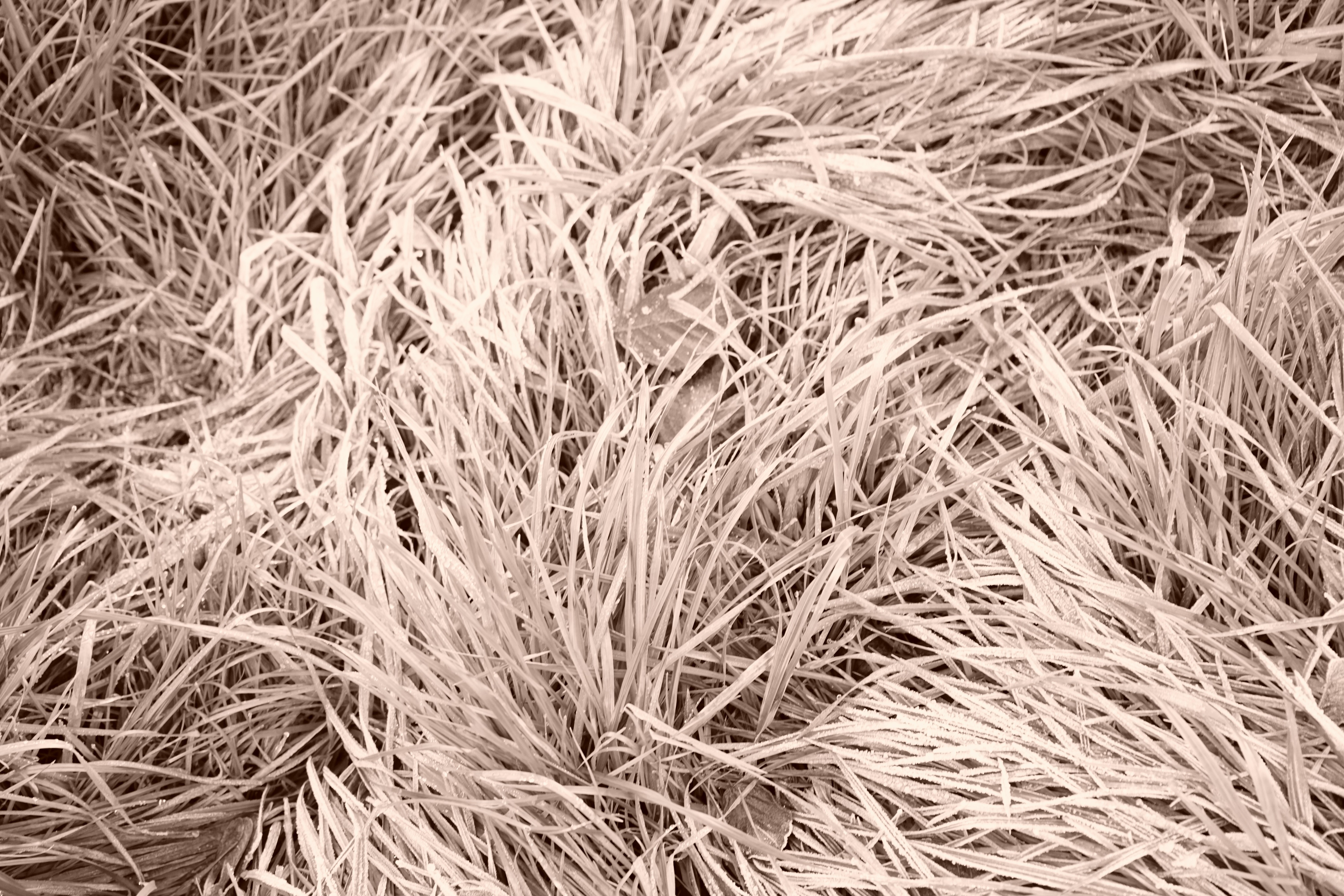Tangled grasses in sepia light