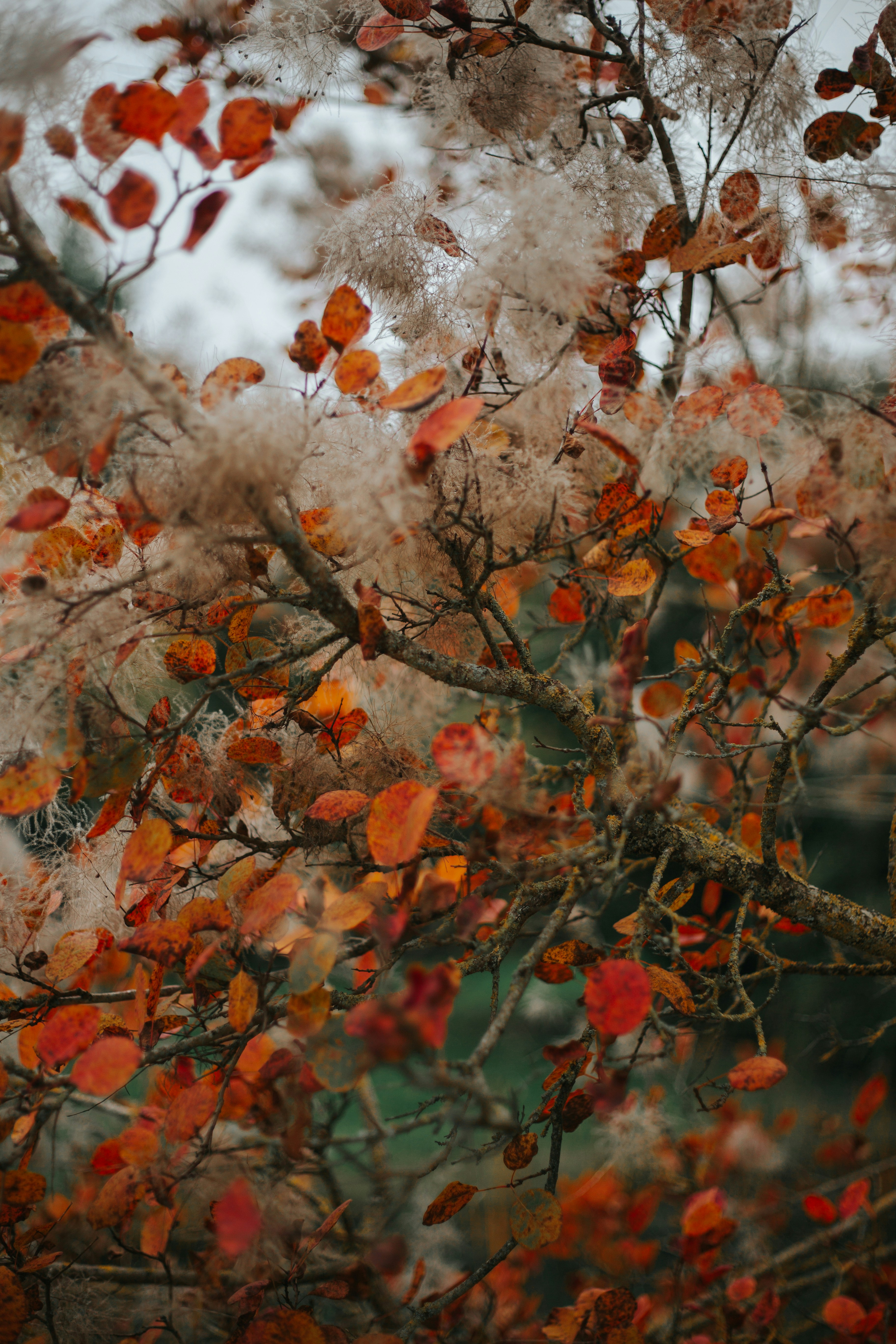 Autumn Veins: Fiery Leaves Threaded Through Misty Twigs