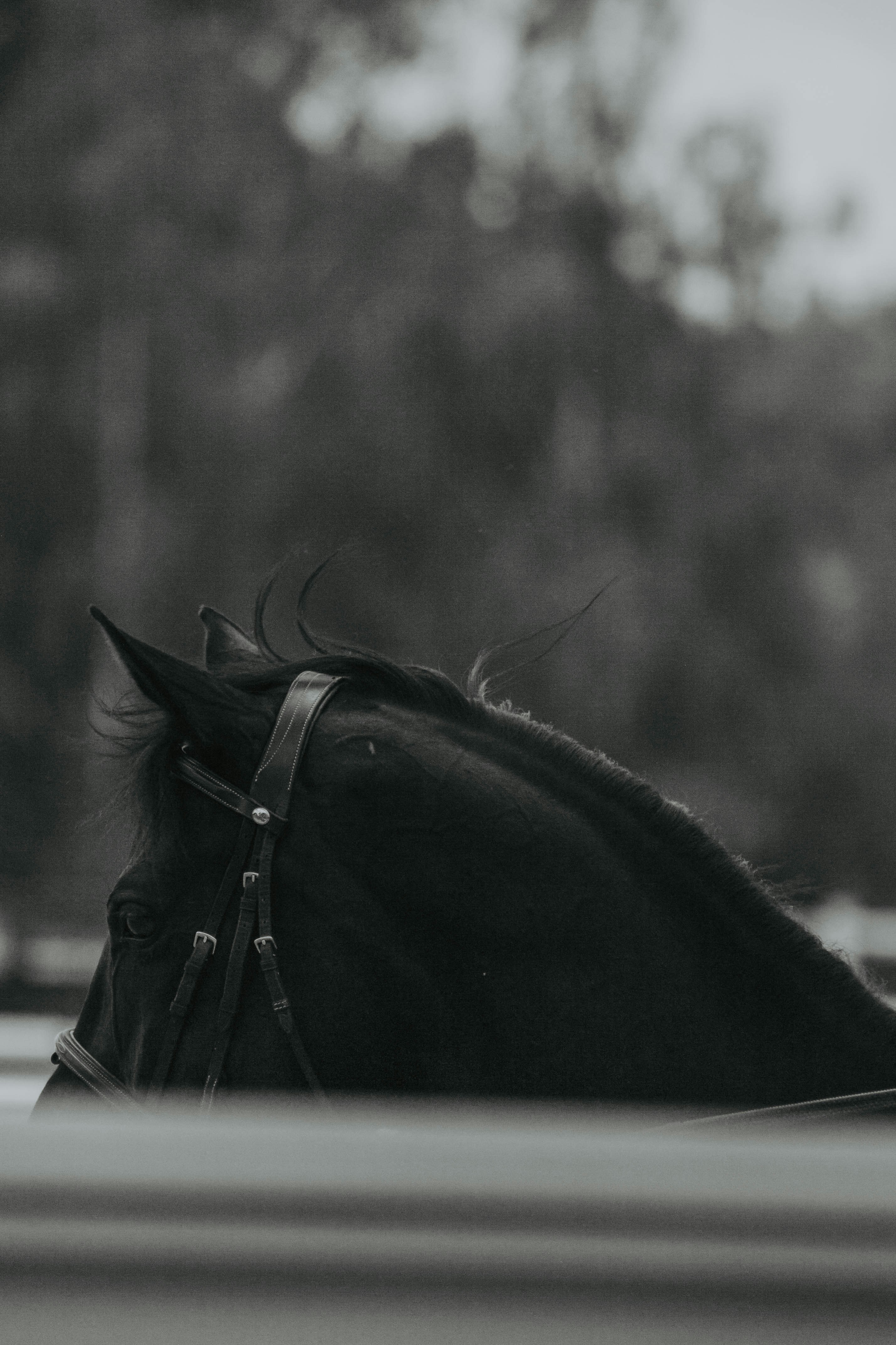 Silhouette of a Dark Horse in Soft Focus