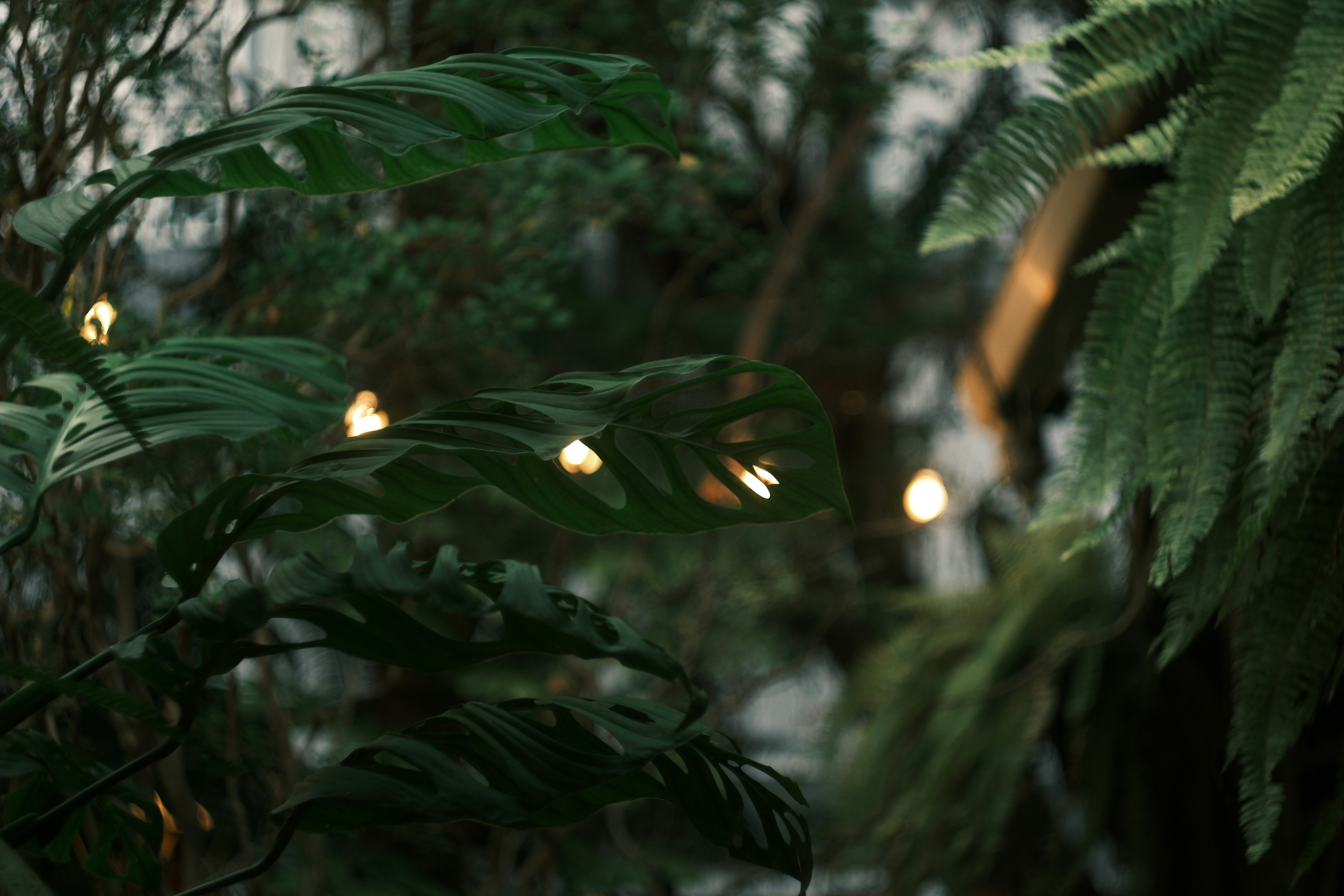 Soft Lanterns in a Damp Green Corridor