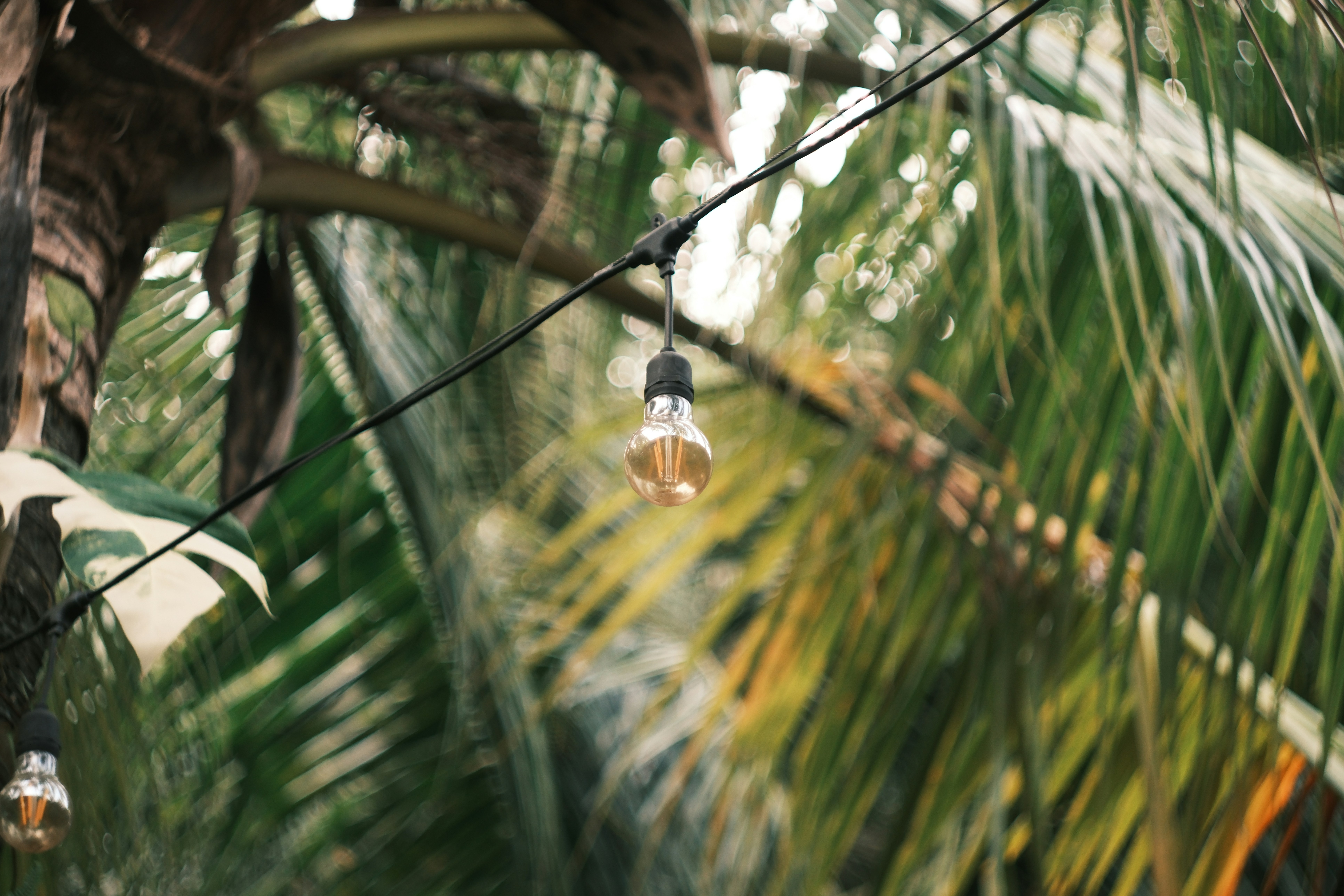 String lights hang above tropical foliage, creating a warm glow amid dense palm fronds.