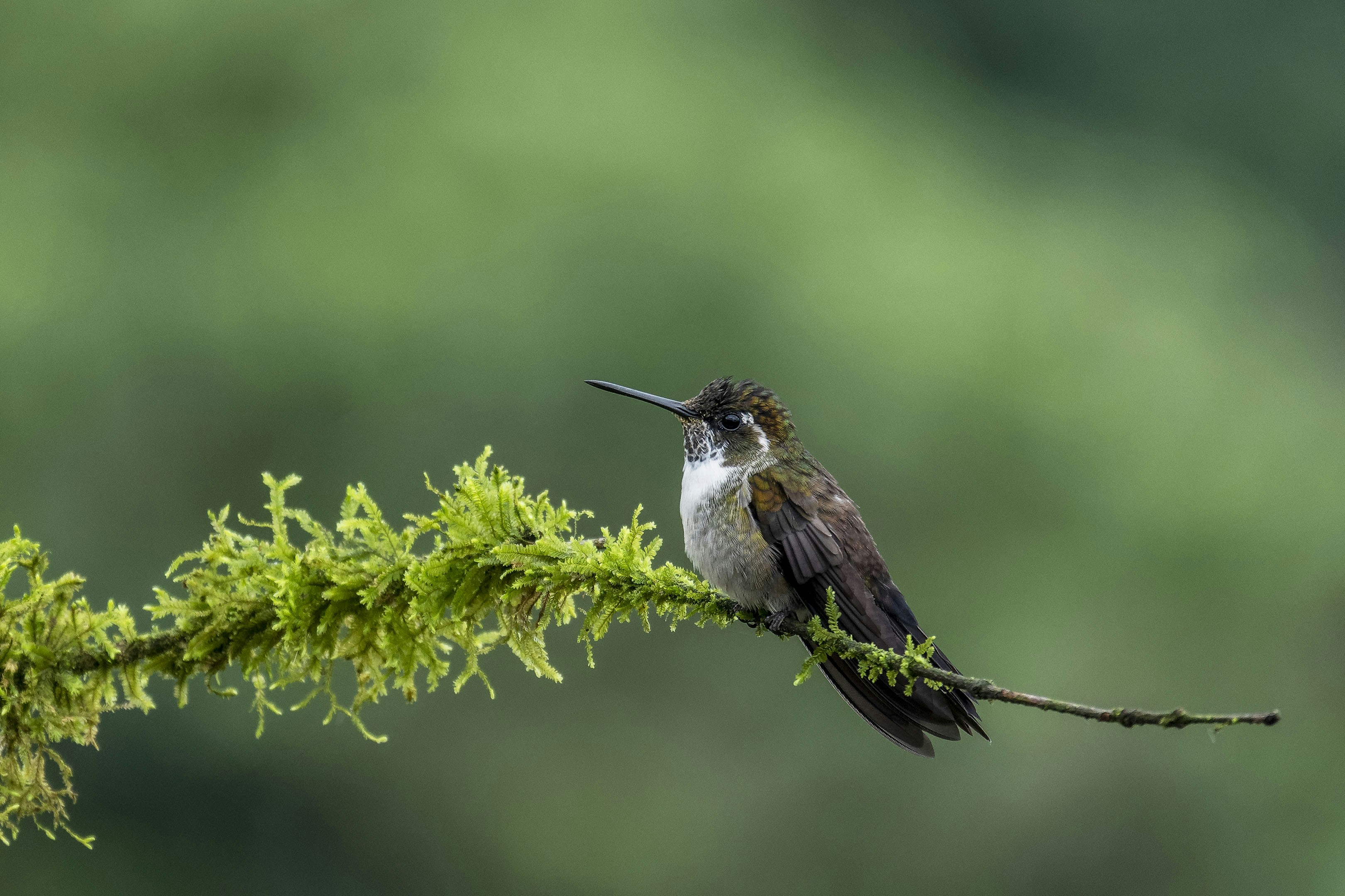 Perch on a mossy branch: a hummingbird scout amid green