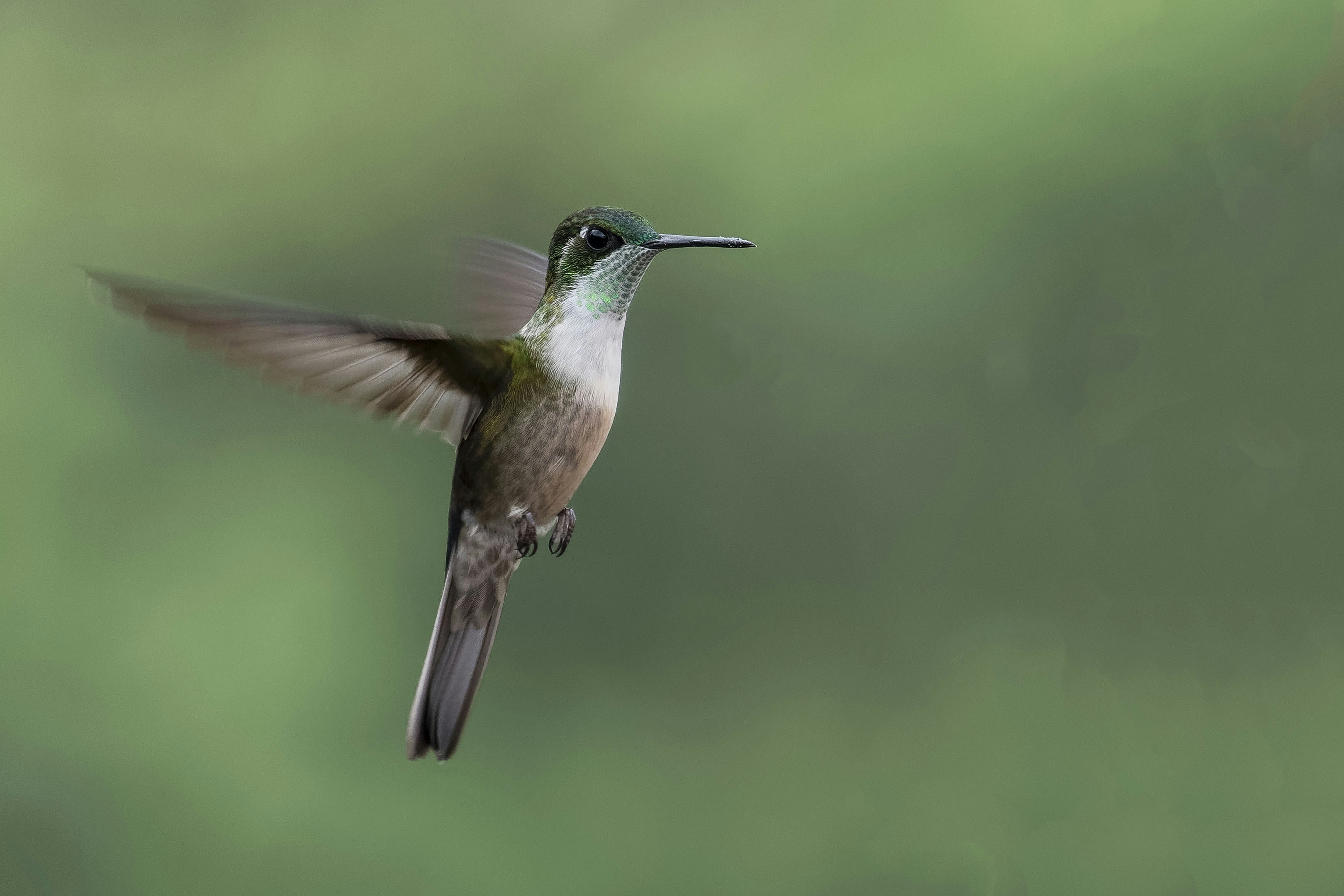Midair Hunter: A Hummingbird Hovering in Soft Green Backdrop