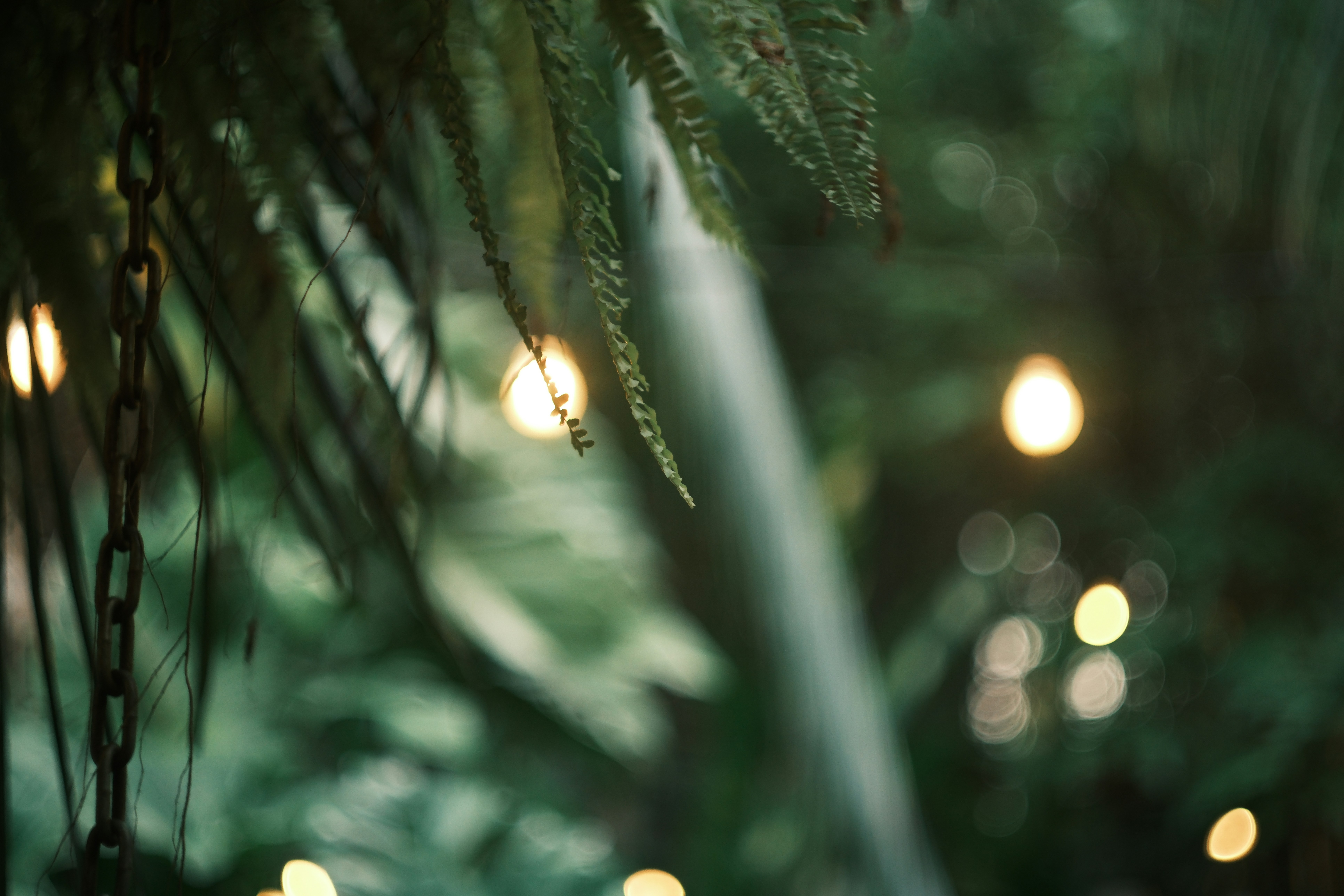 Soft orbs in a fern-draped dusk