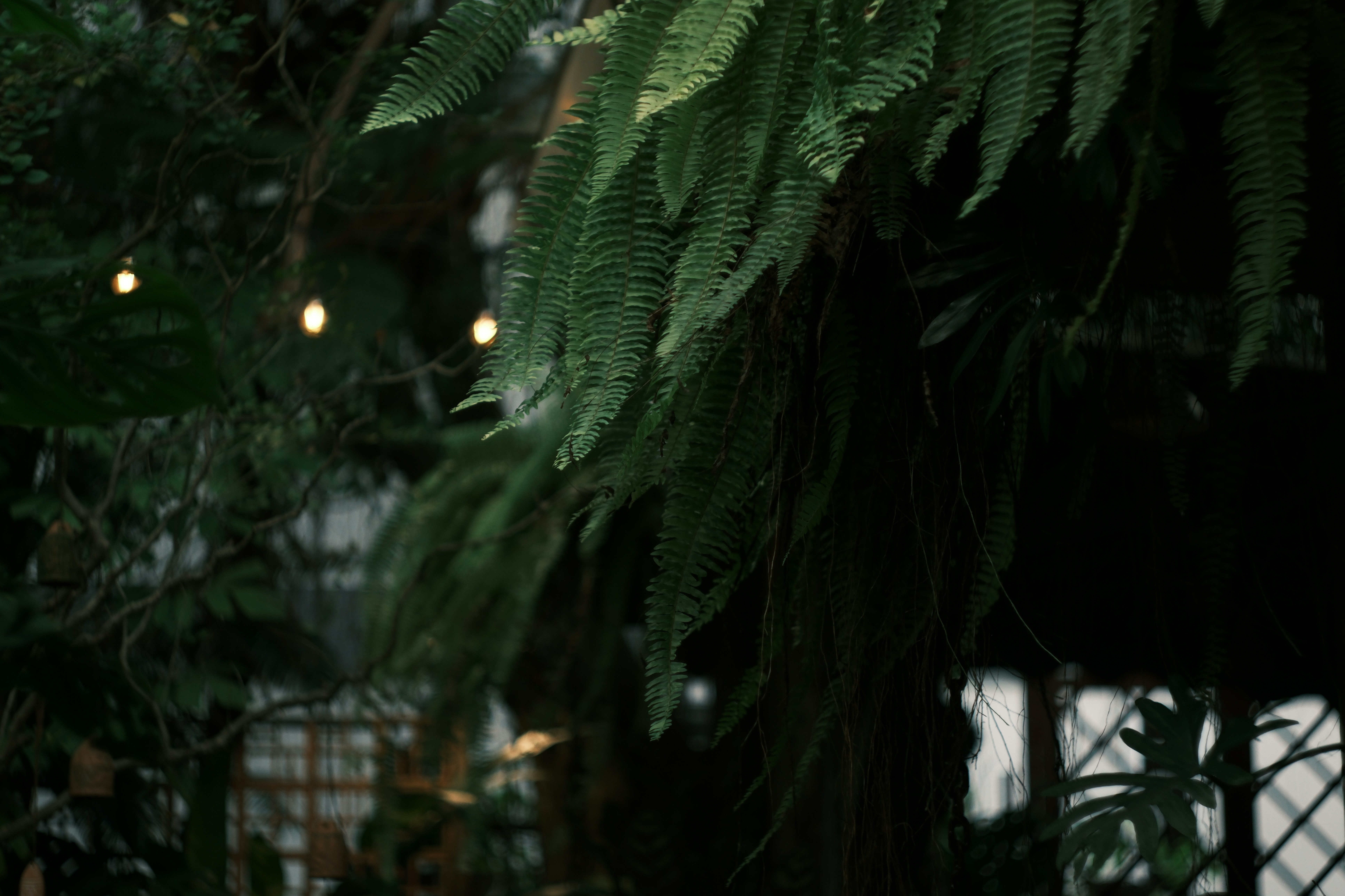 Whispering Ferns and Soft Lights