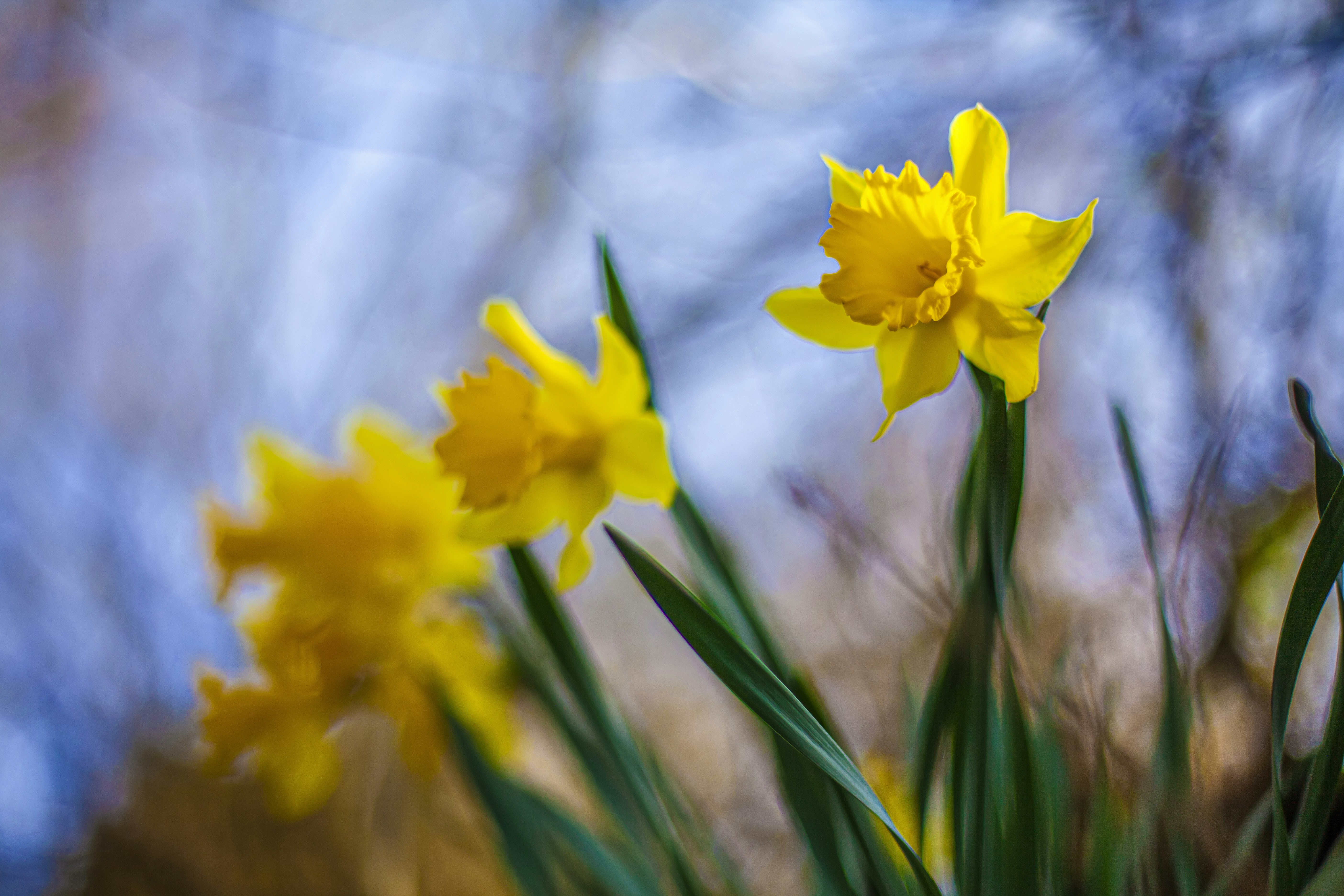 Golden Narcissus Reach: Spring Bloom Against a Blur of Sky
