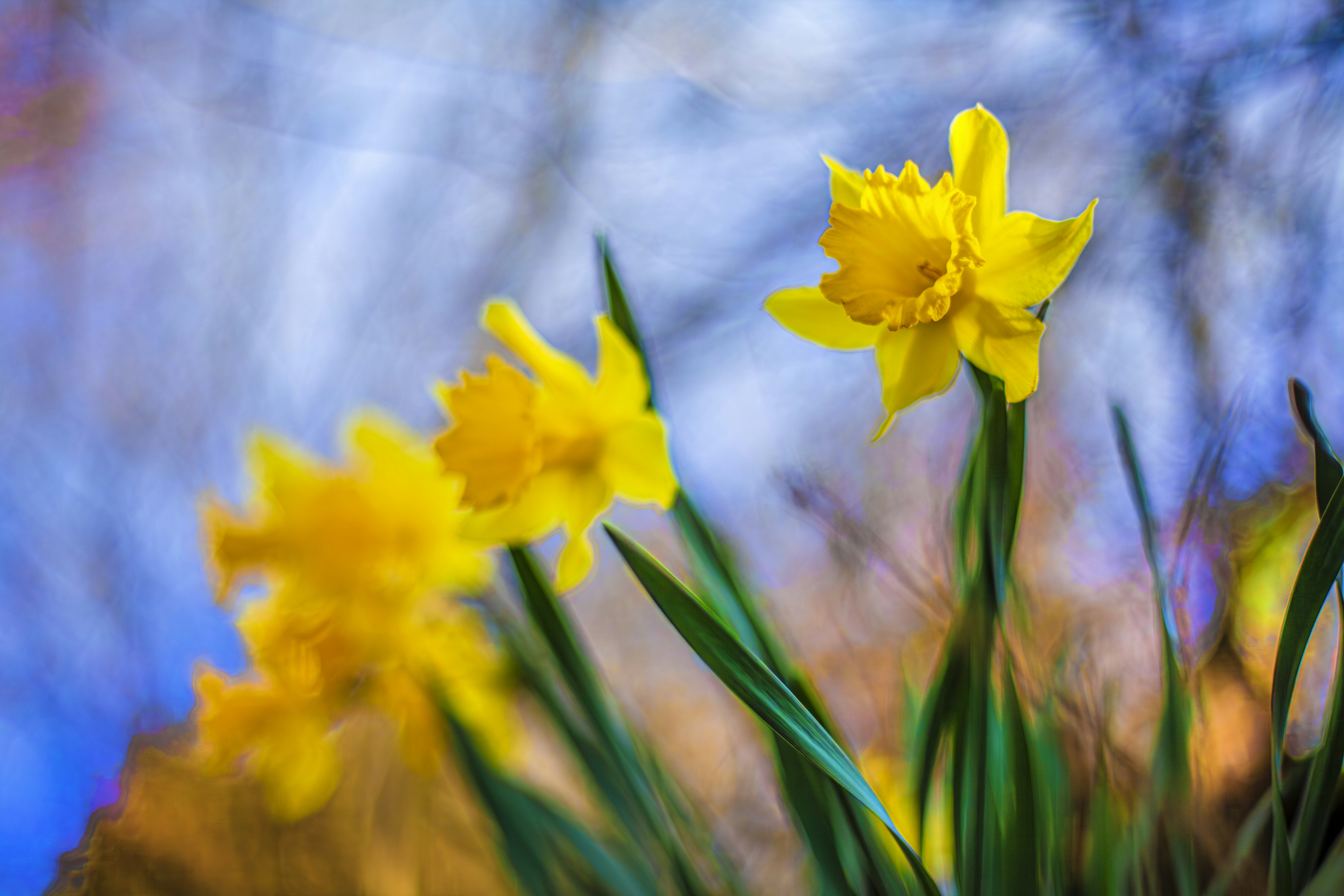 Sunlit Narcissists: A Close-Up of Golden Daffodils against a Blur of Spring Sky