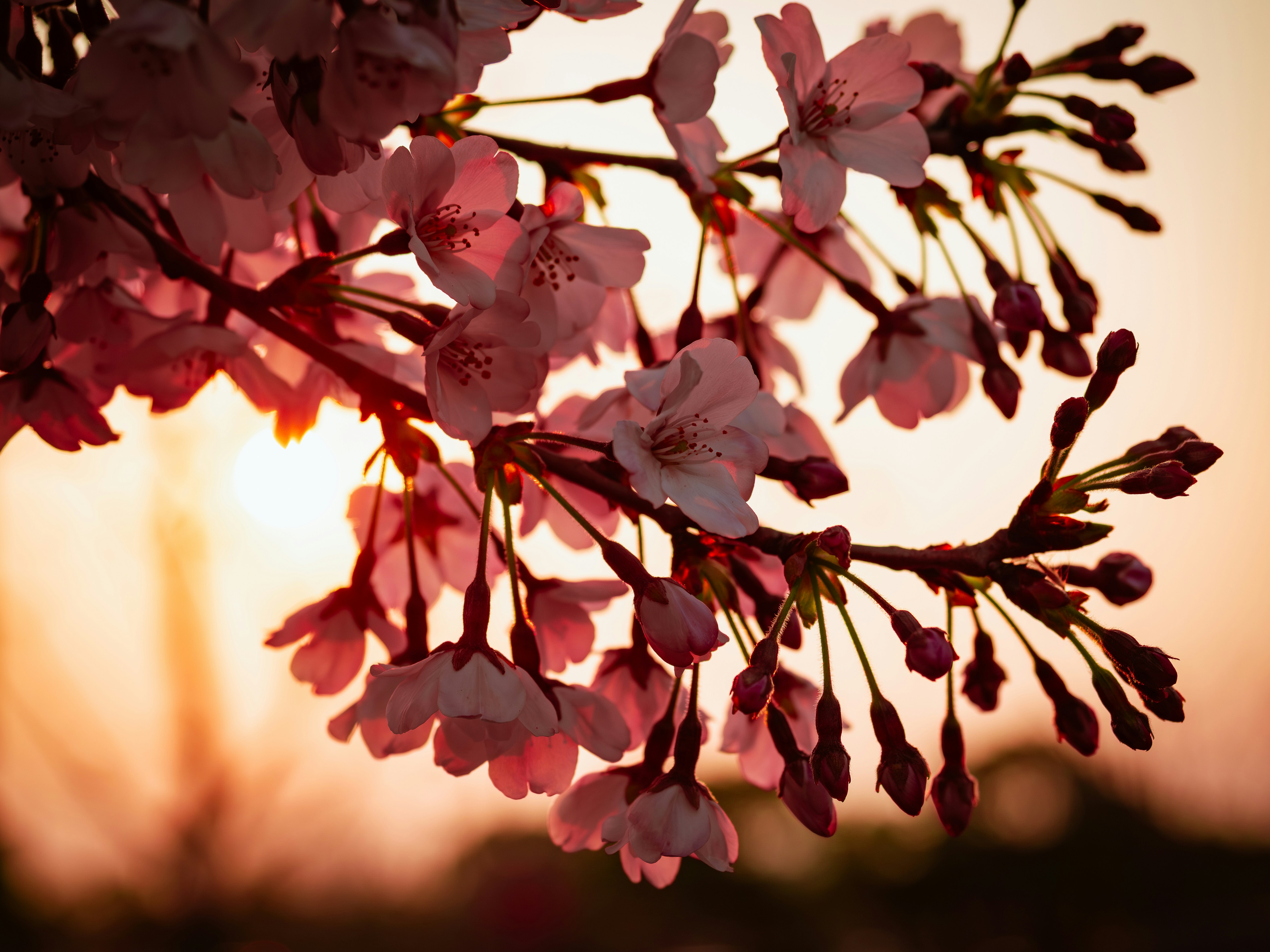Sunset Sakura: blossoms bathed in amber light