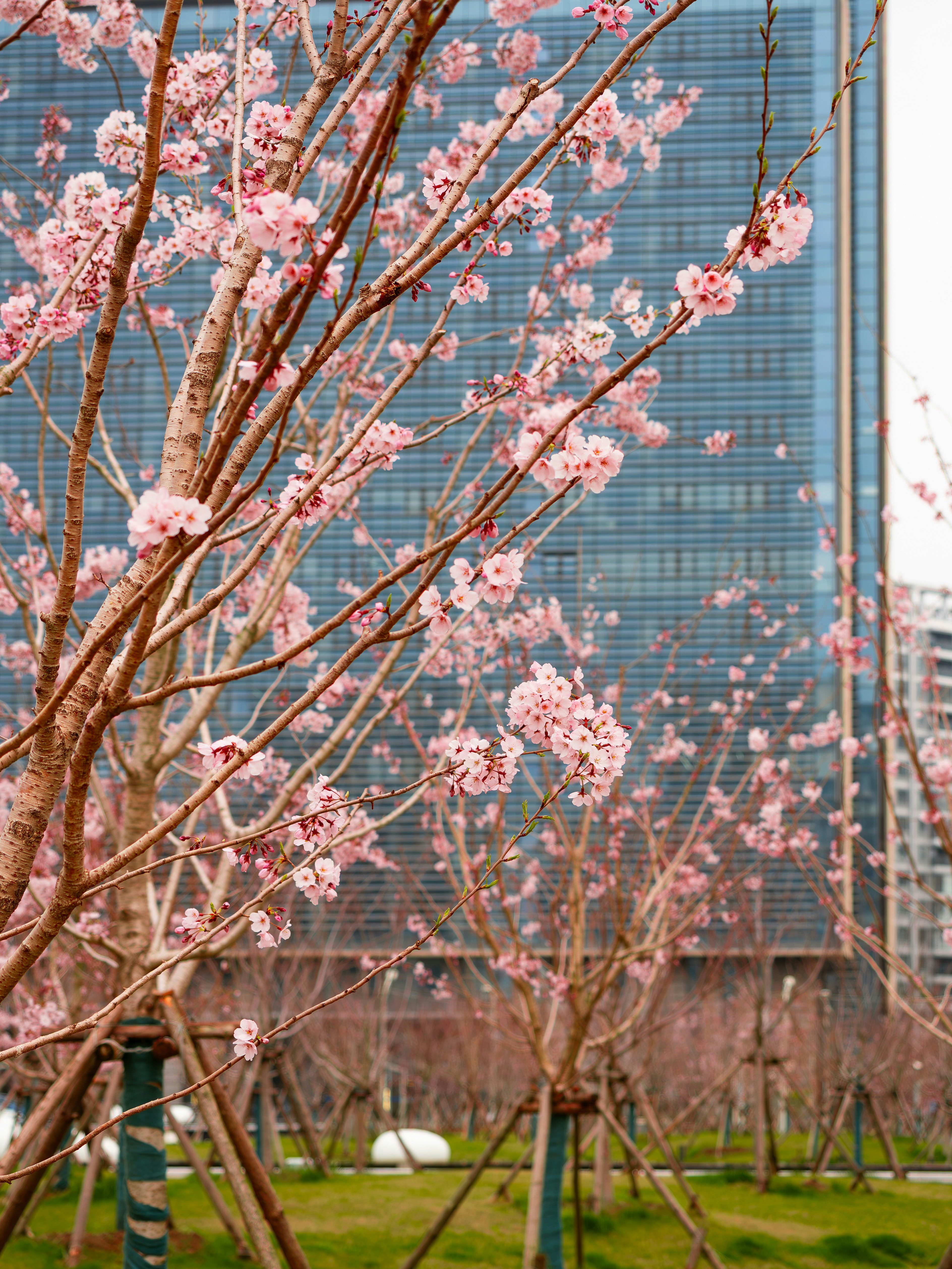 Cherry blossoms bloom in front of a modern glass building.