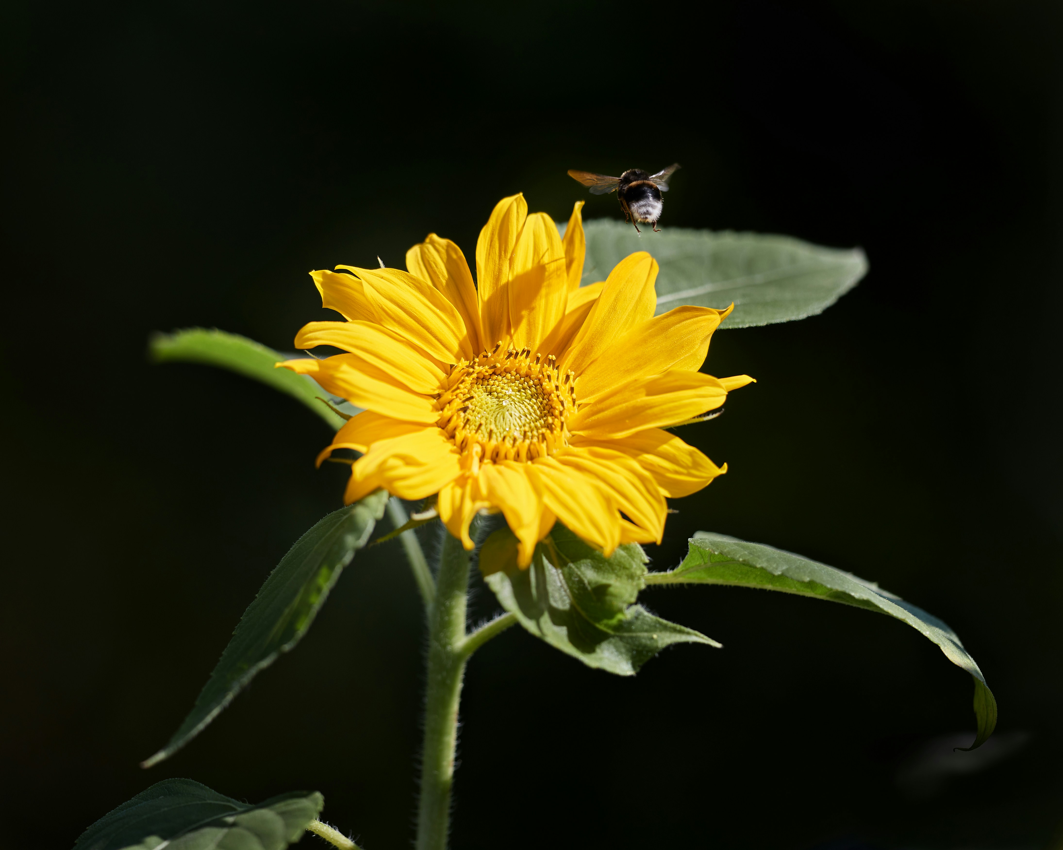 Sunlit Sunflower: A Bee’s Quick Stop by a Golden Bloom
