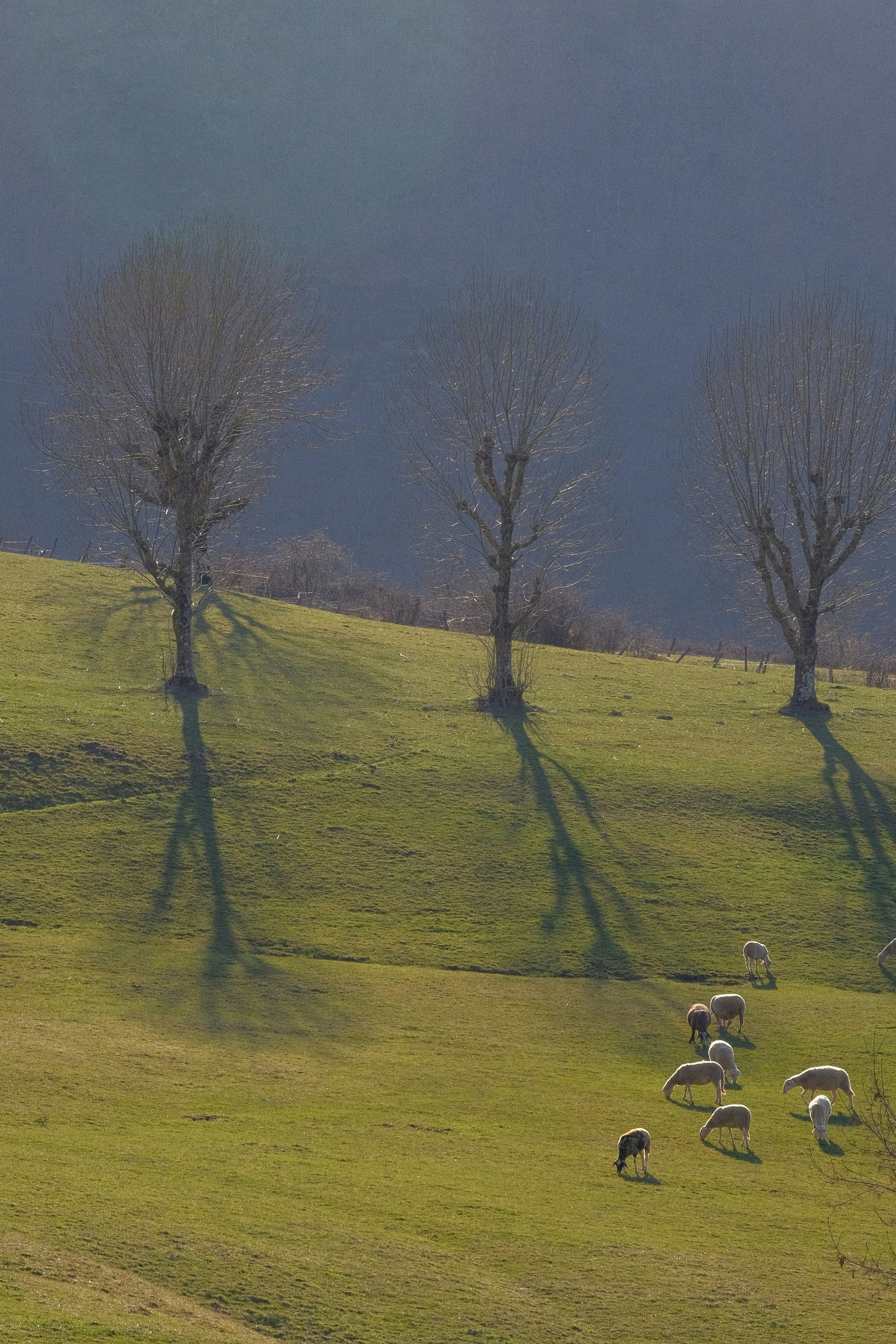 Grove of Long-Shadowed Trees Over a Pastoral Hill