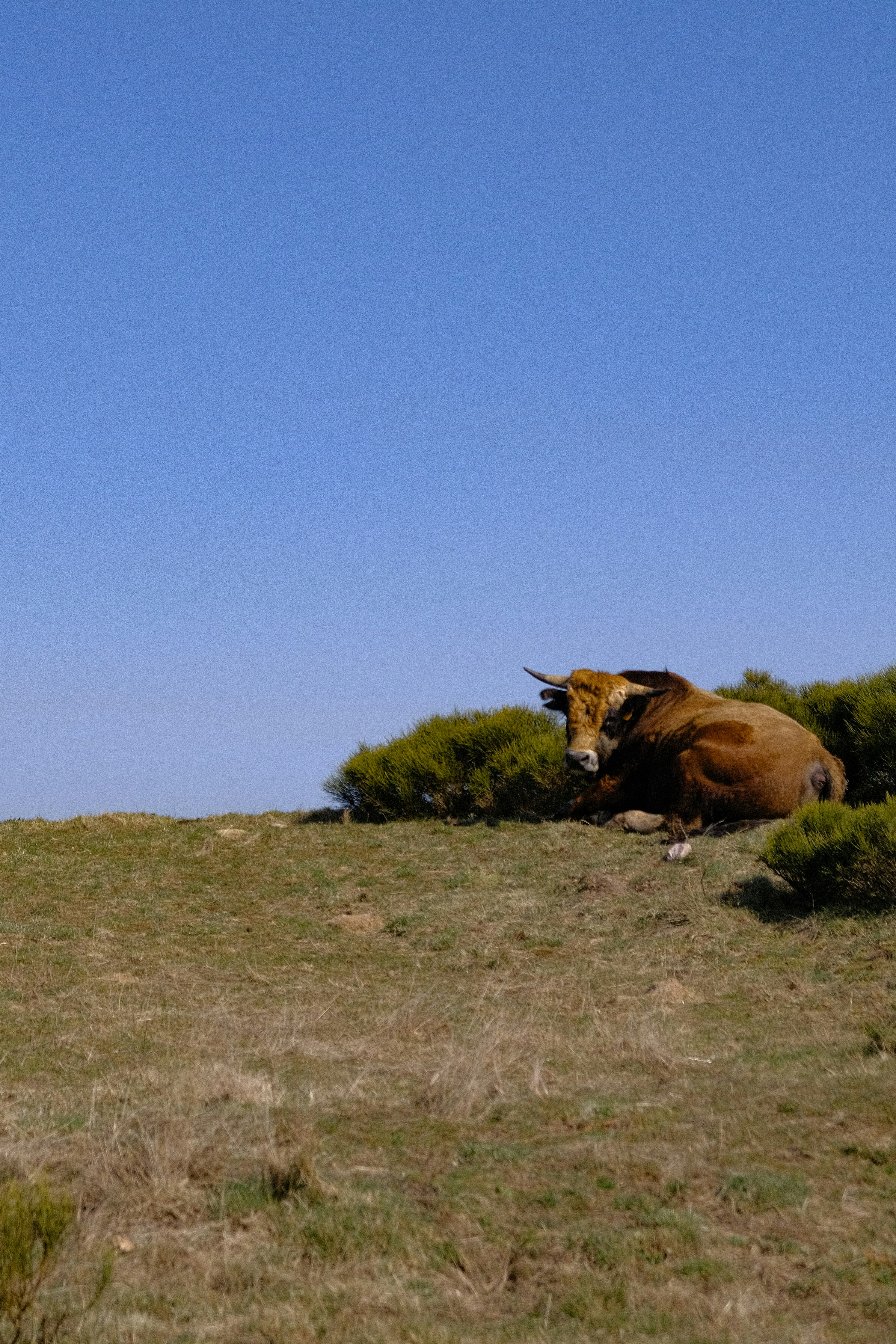 Lone cow under a blue sky on a scrubby hillside