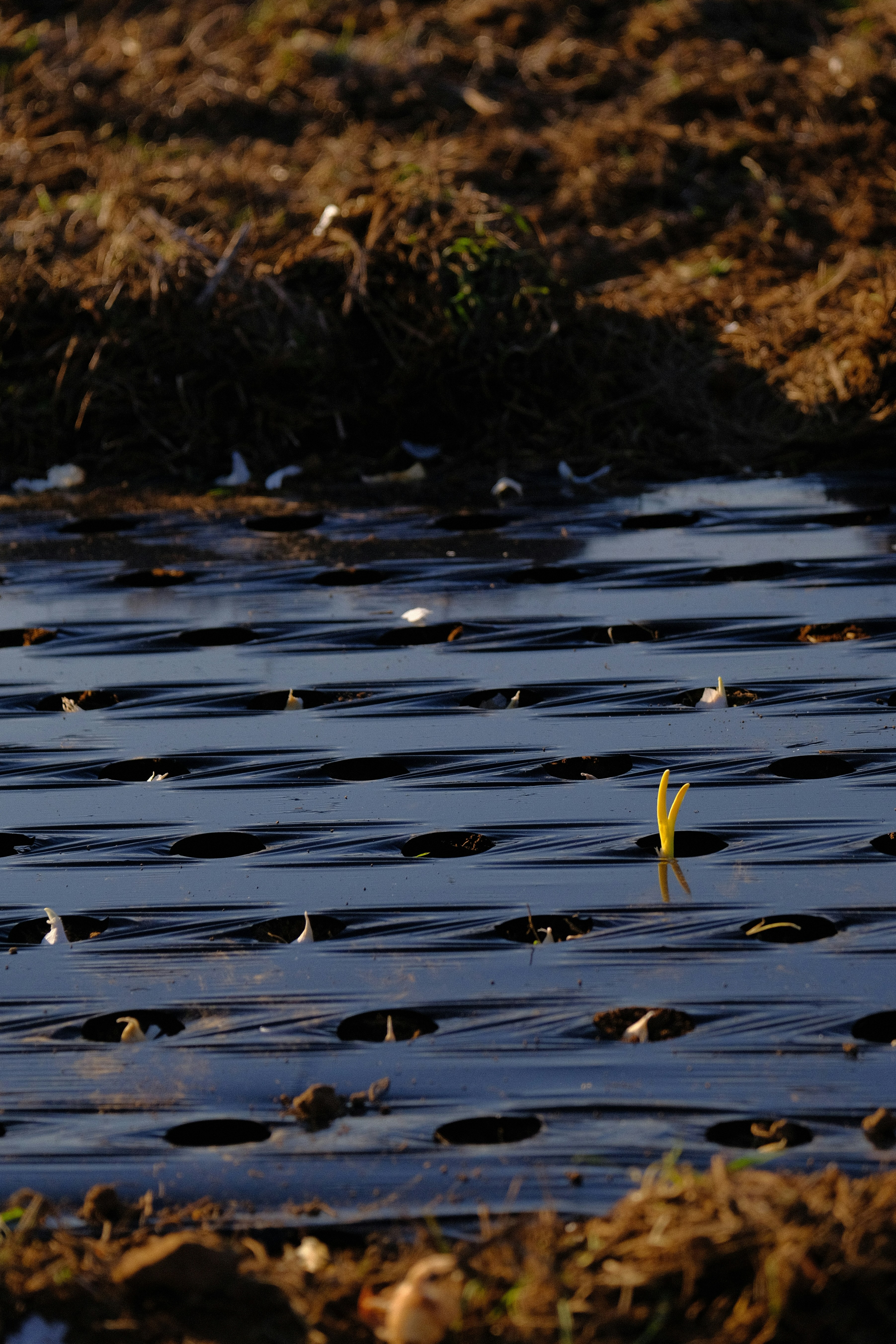 A single yellow sprout rises from glossy tar-covered rows