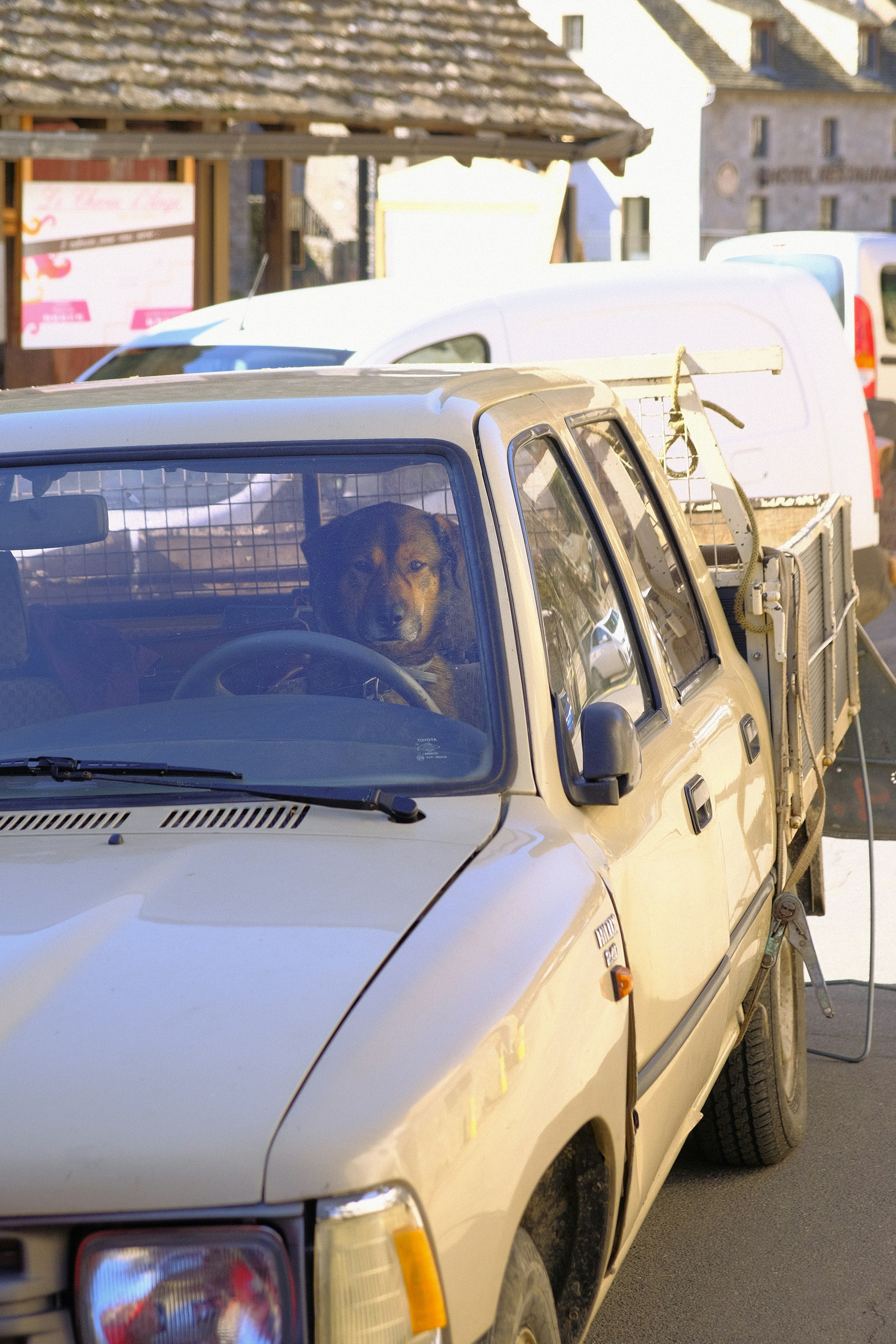 Dog in the Driver's Seat: A Quiet Moment in a Line of Work Vehicles