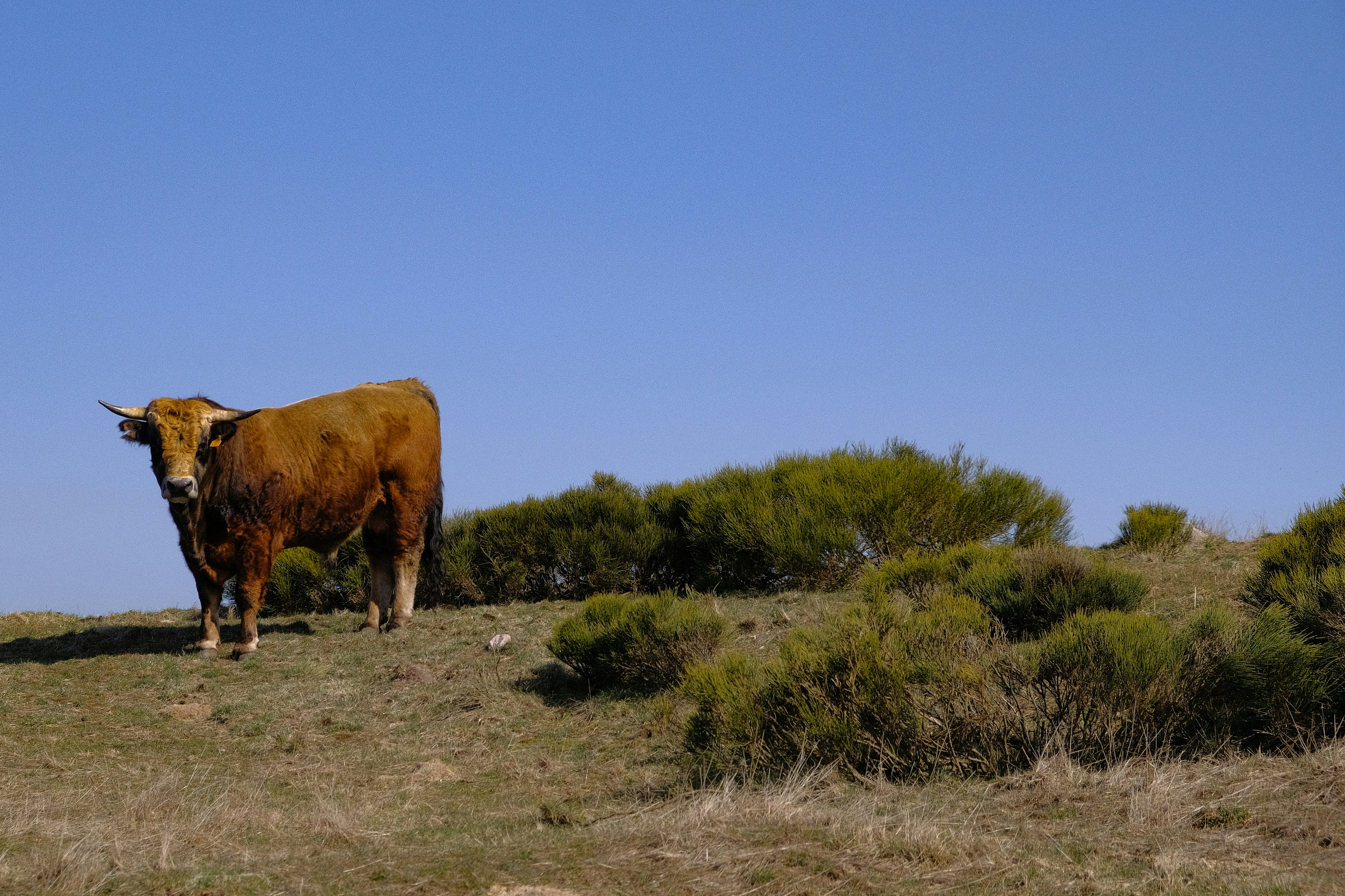Lonely Grazer on a Low Crest under a Clear Blue Sky
