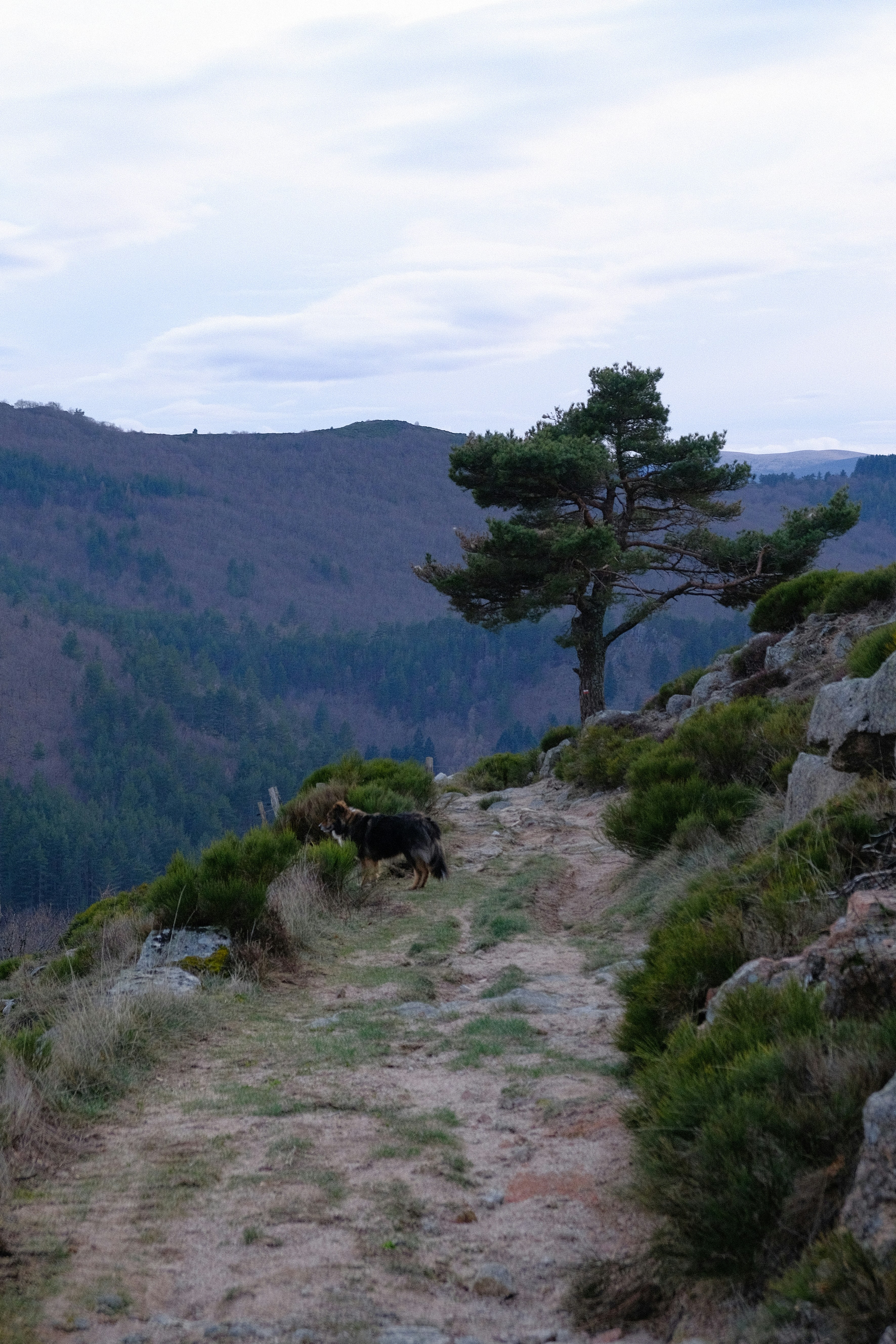 Winding Ridge with Lone Pine and a Wanderer