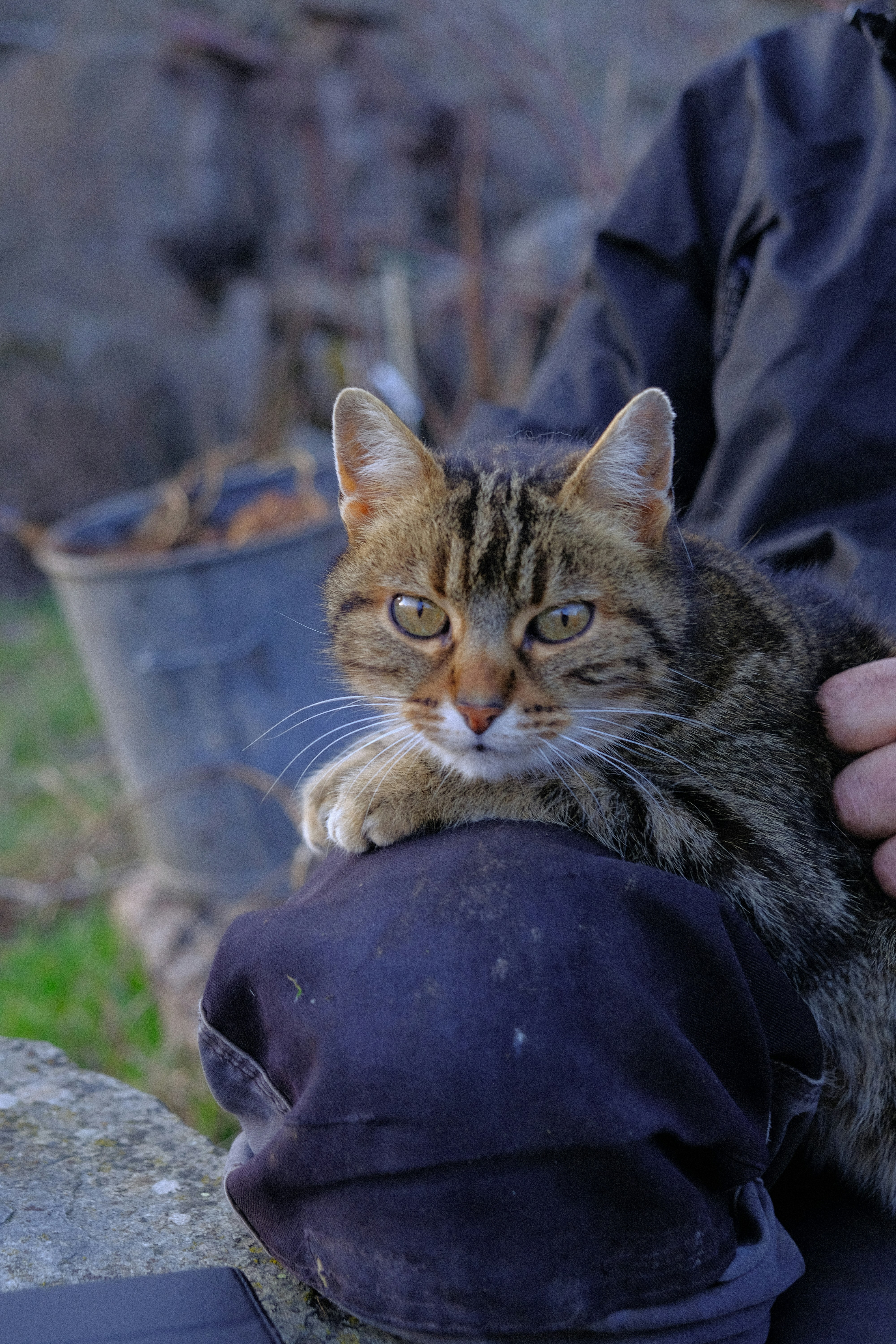 A Calm Purr in Hand: Portrait of a Gracious Cat