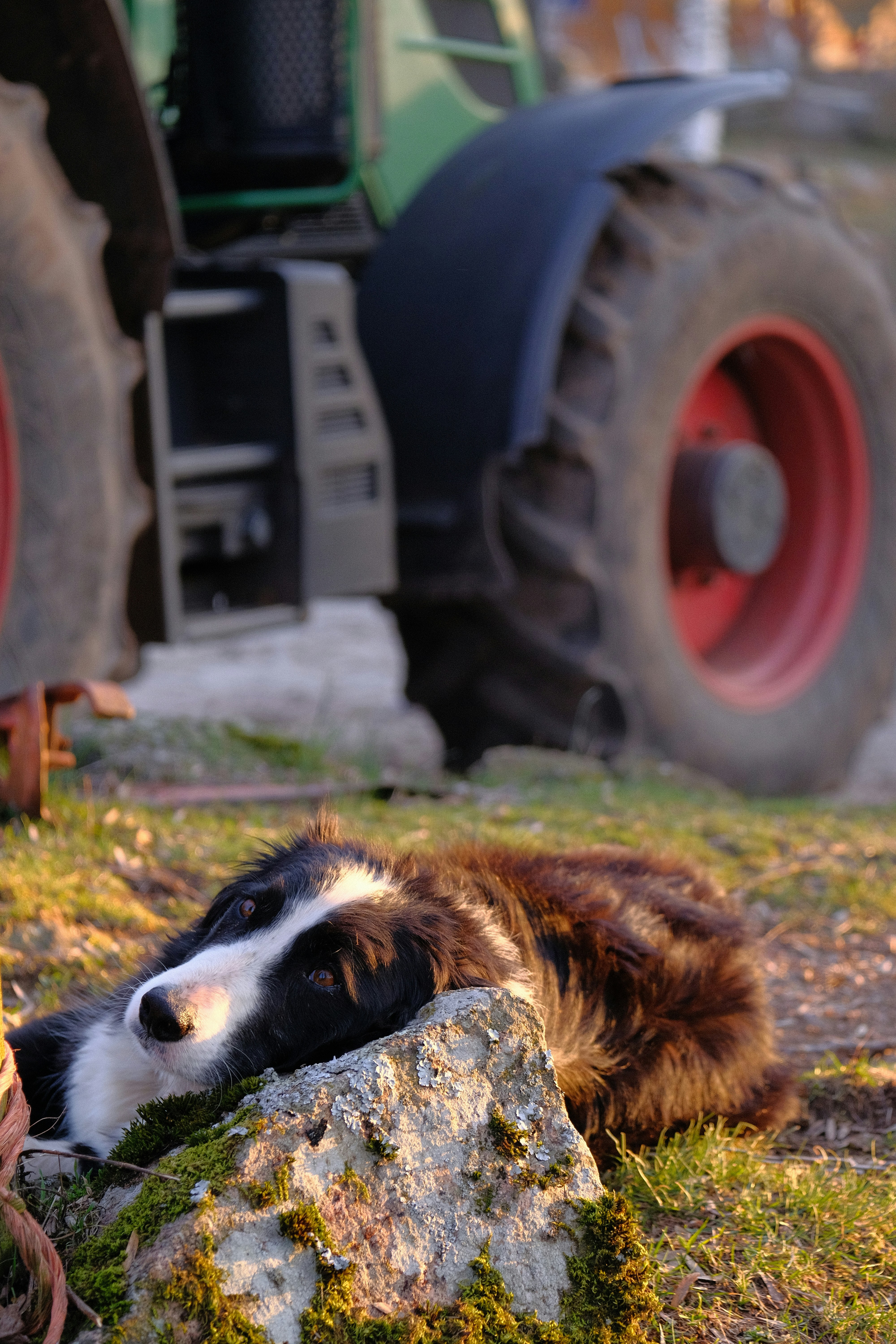 Resting by the Quarry: Border Collie Homeward in a Quiet Farmyard