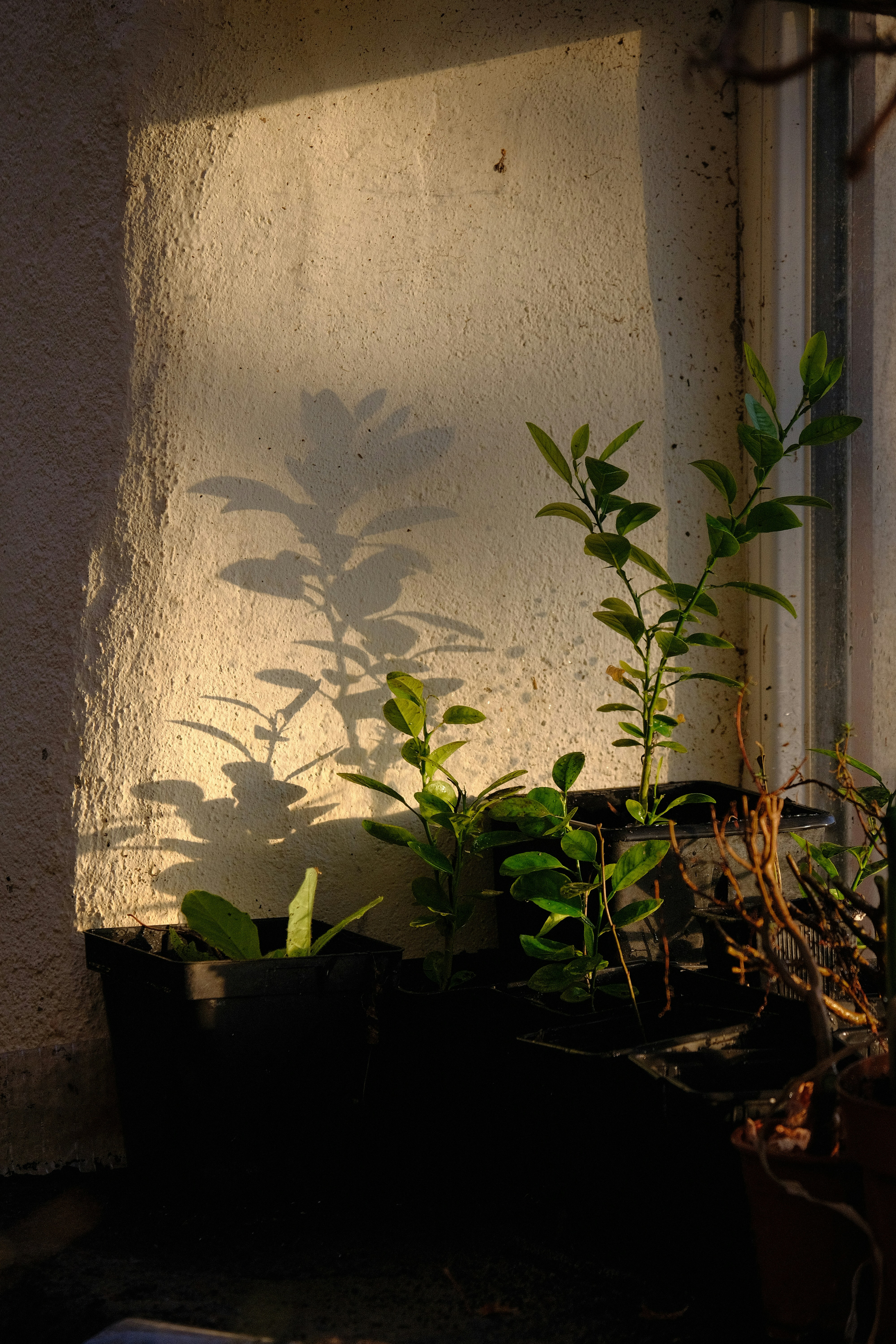Sunlit Potted Greens Casting Shadowed Silence