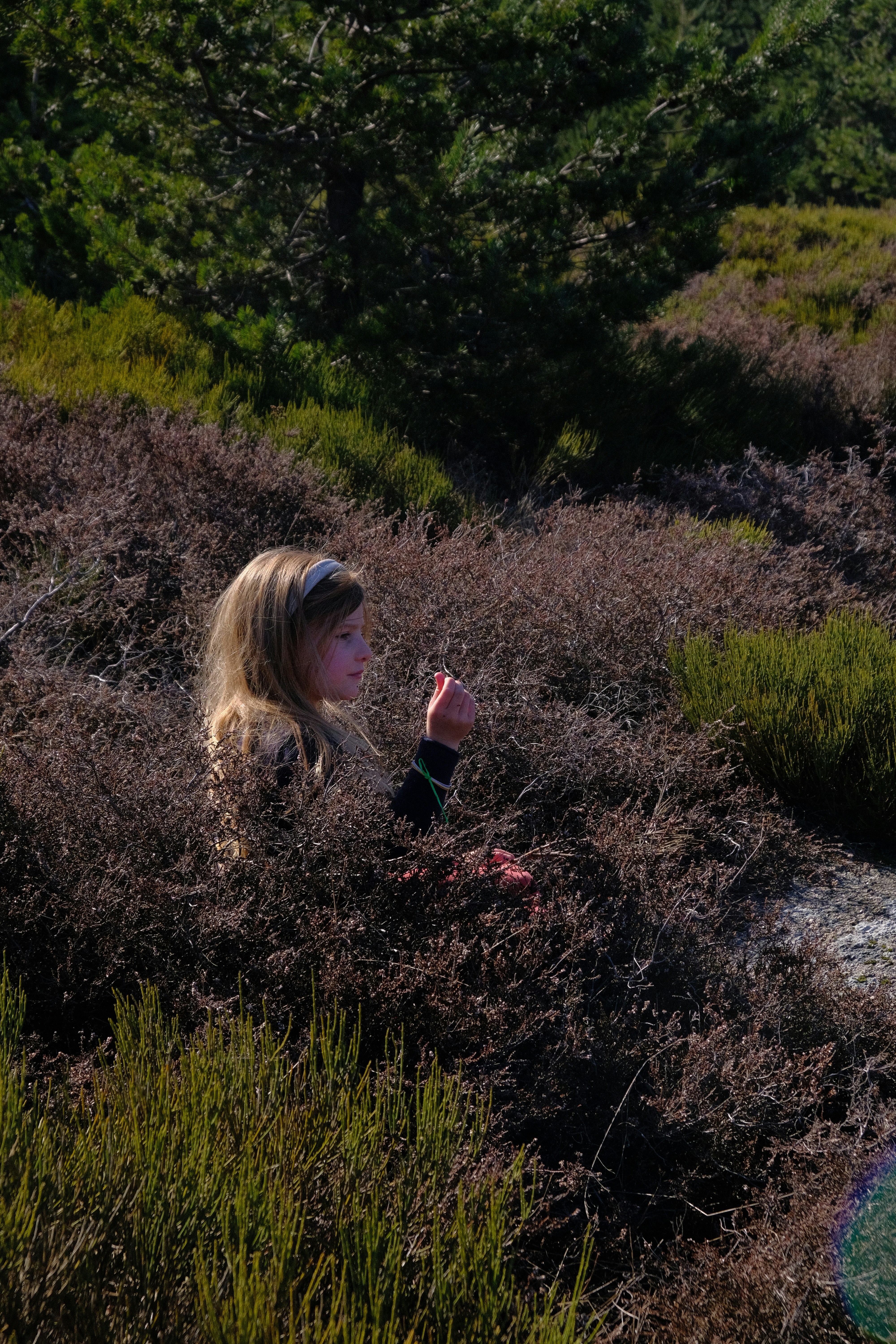 Girl Emerging from Heather: Quiet Focus in a Purple Moorland