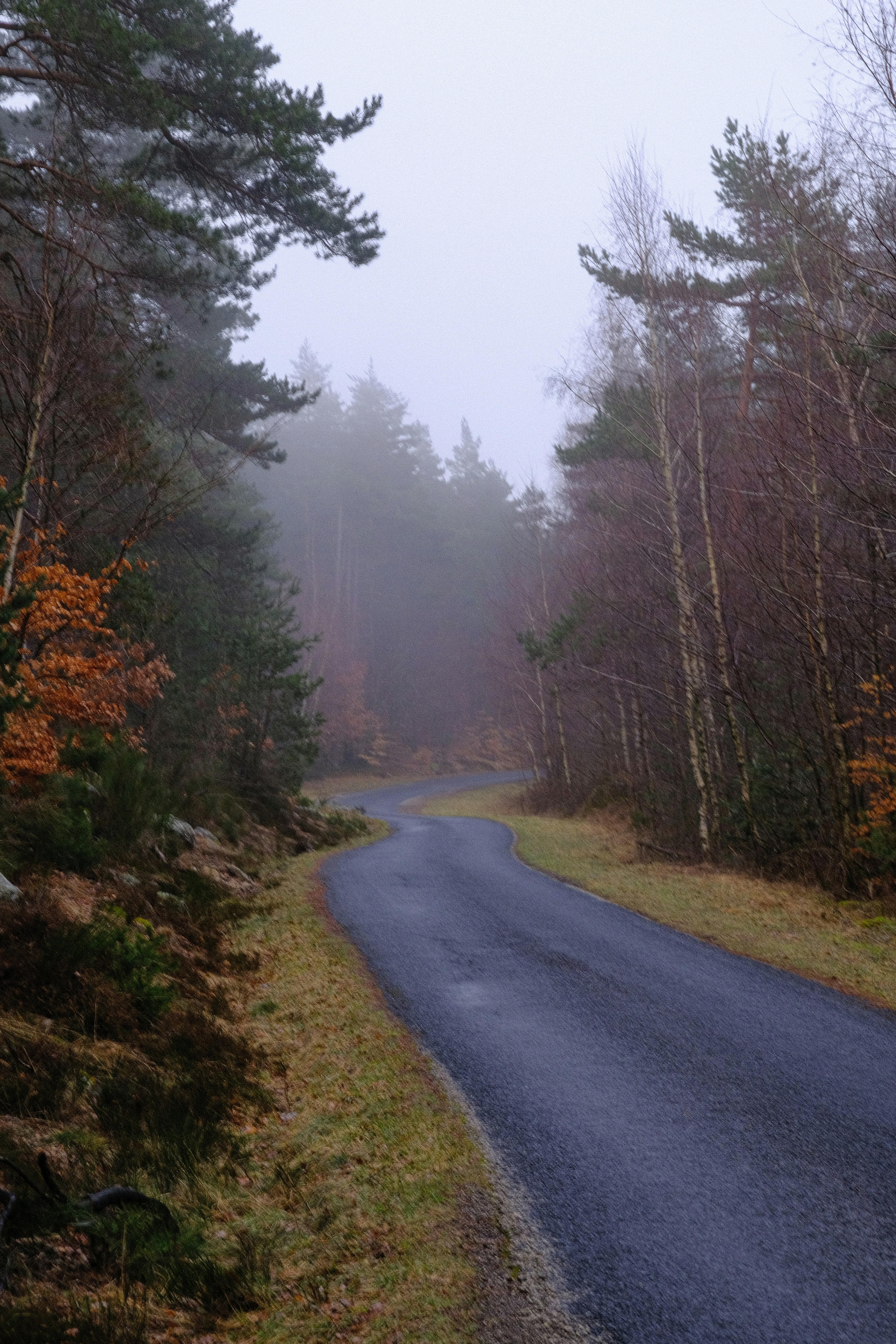 Mist-wrapped Forest Road Bending Toward Quiet Light