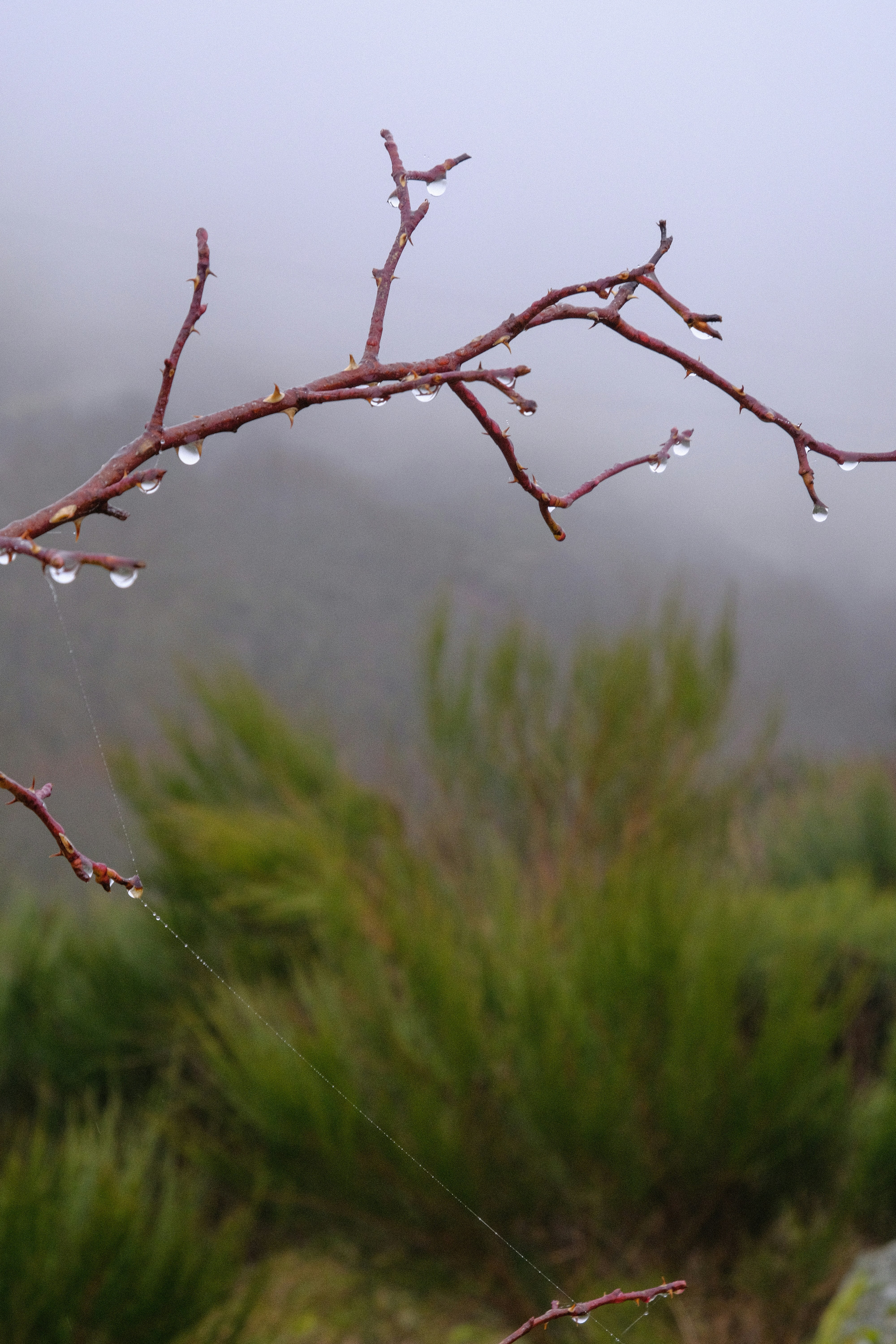 Drizzle on the Branch: A Quiet Moment in Misty Scrub