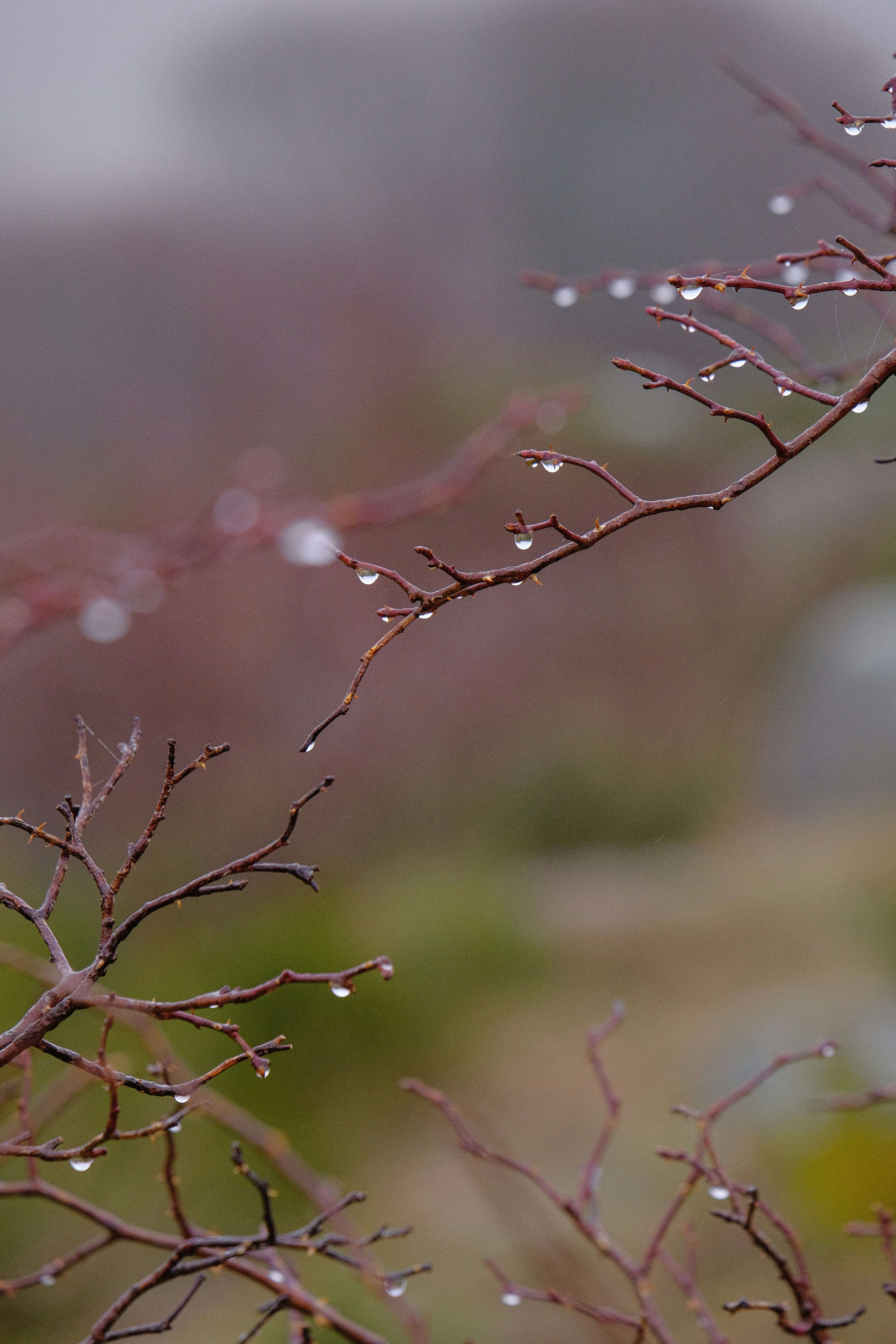Droplet Rim: A Quiet Branch in Soft Winter Light