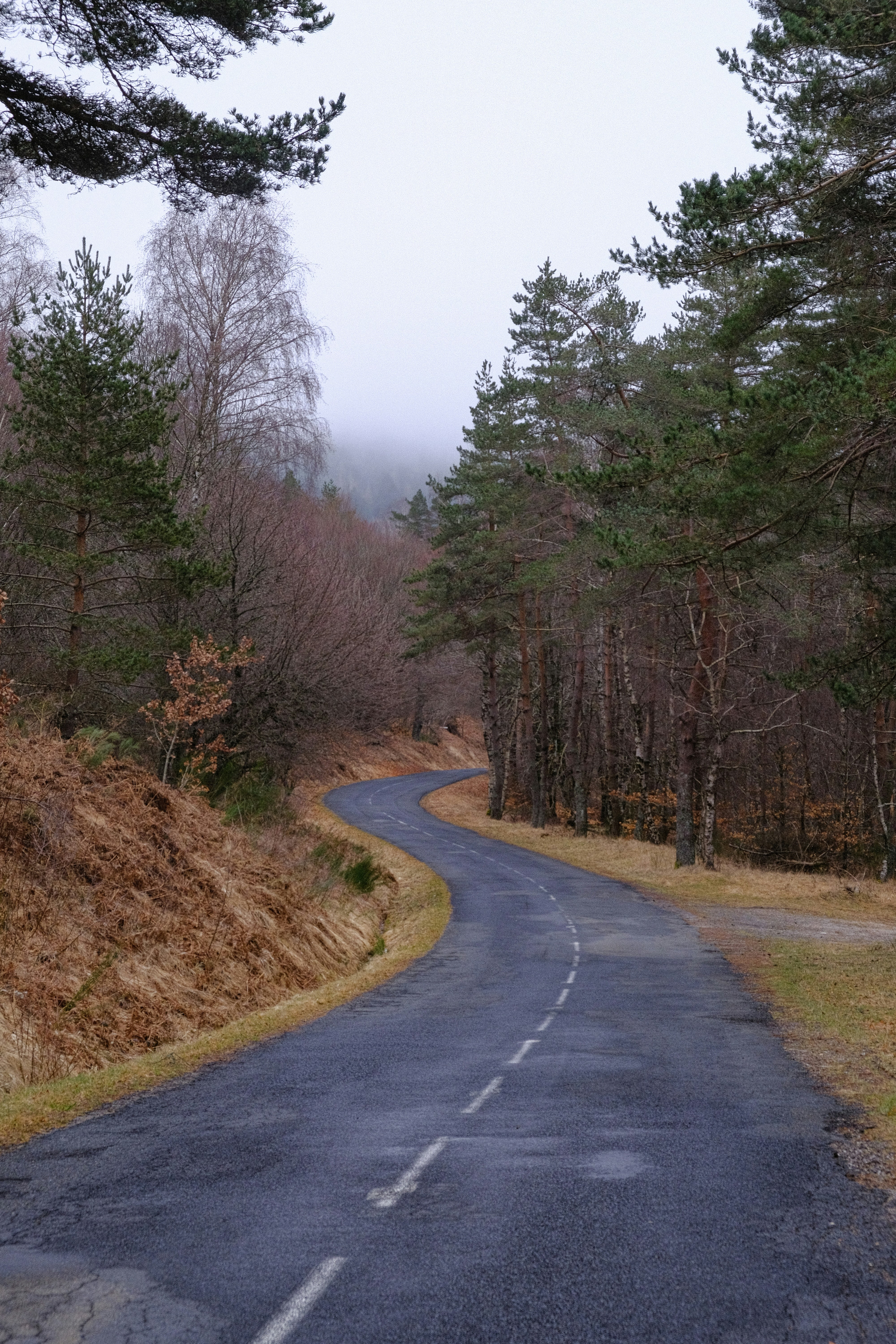 Winding Forest Road Through Misty Pines