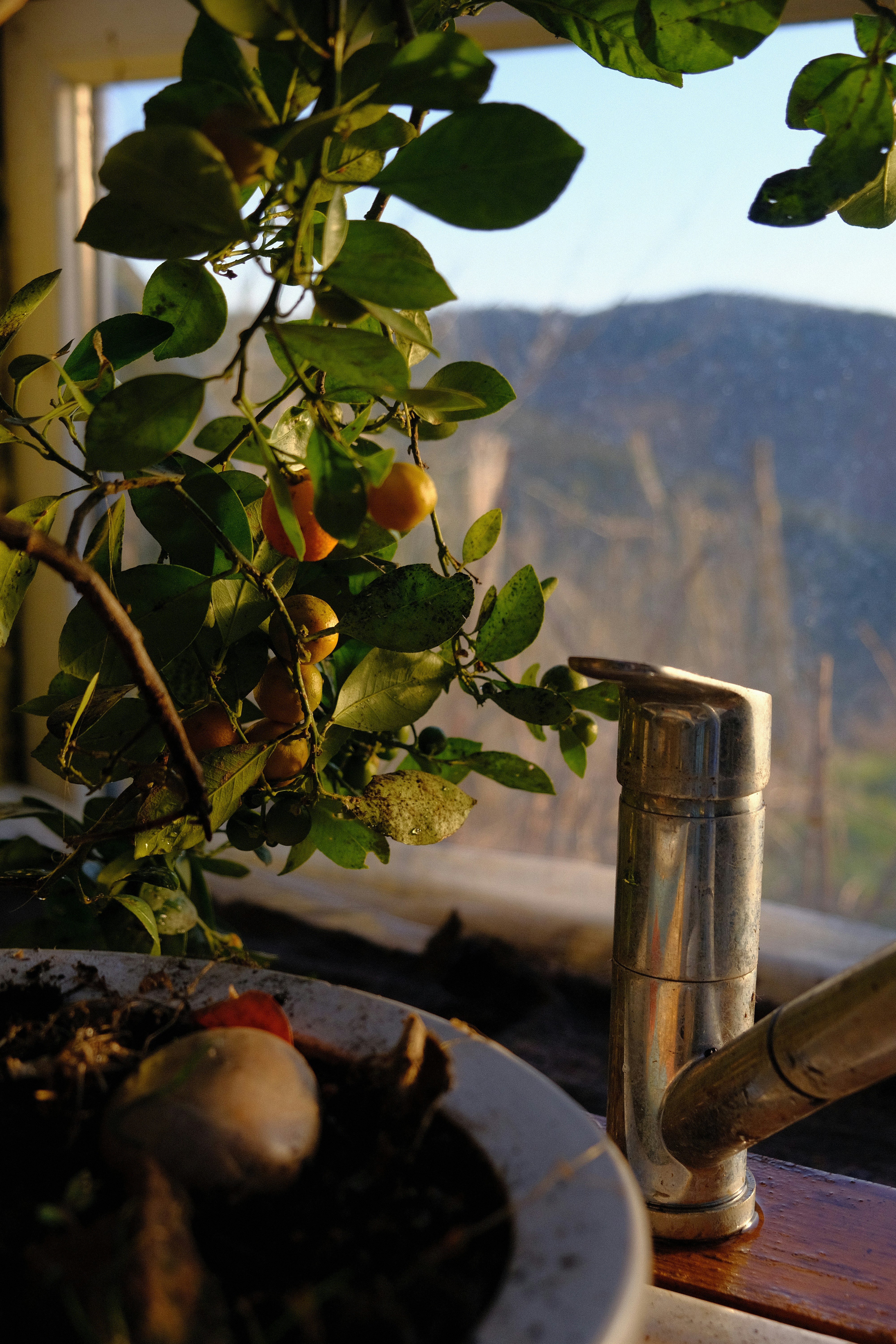 Lemon-Laden Foliage by a Sunlit Window Sill