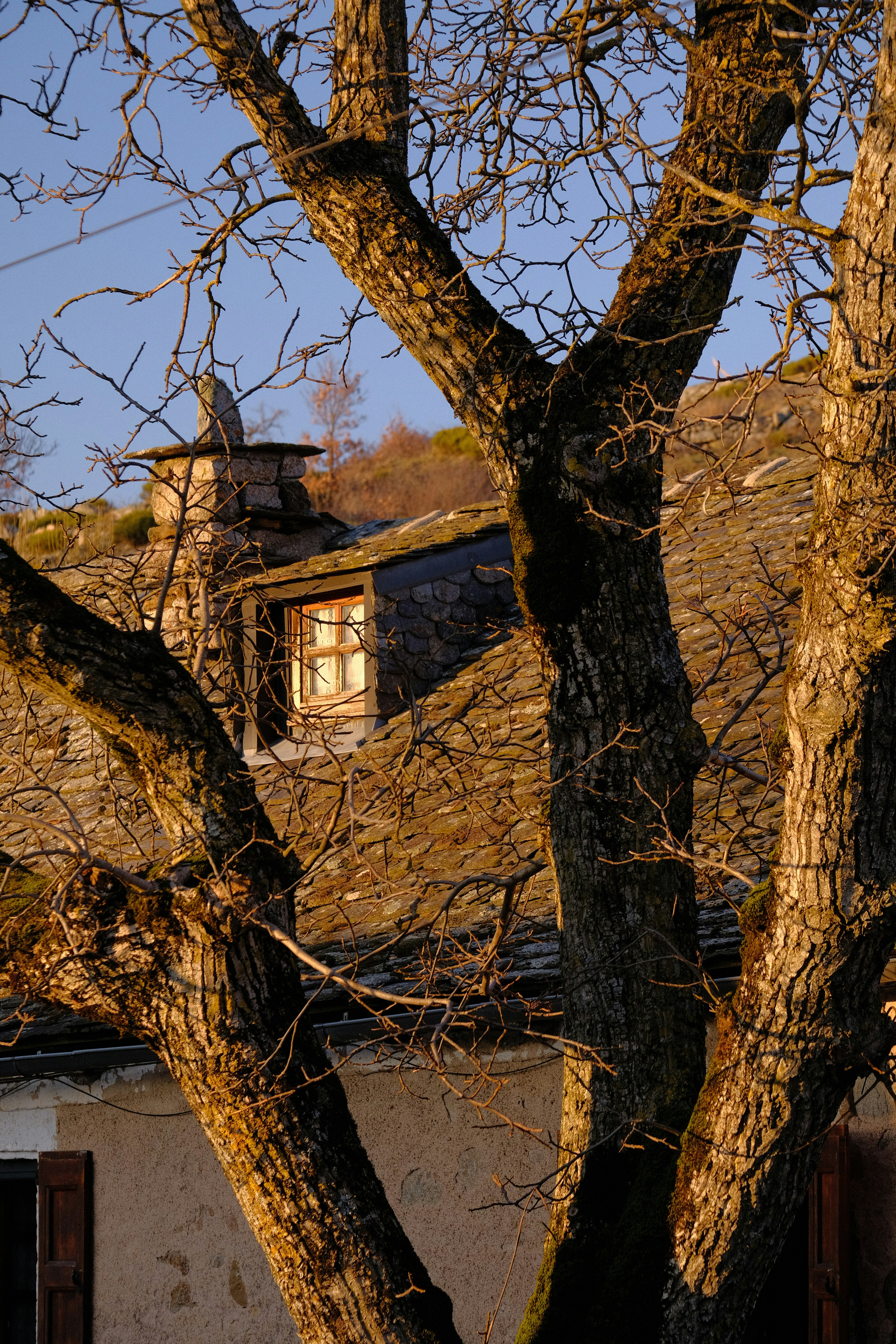 Sunlit Gable and Gnarled Branches Framing a Rustic Roof